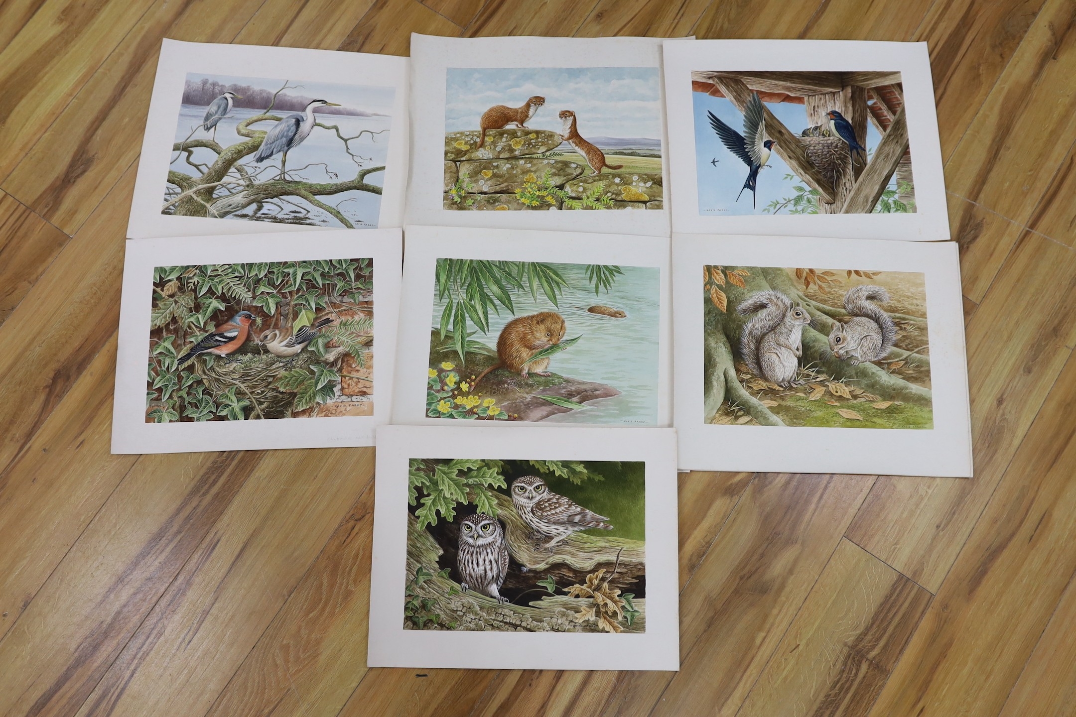 David Parry | Birds and wildlife | MutualArt