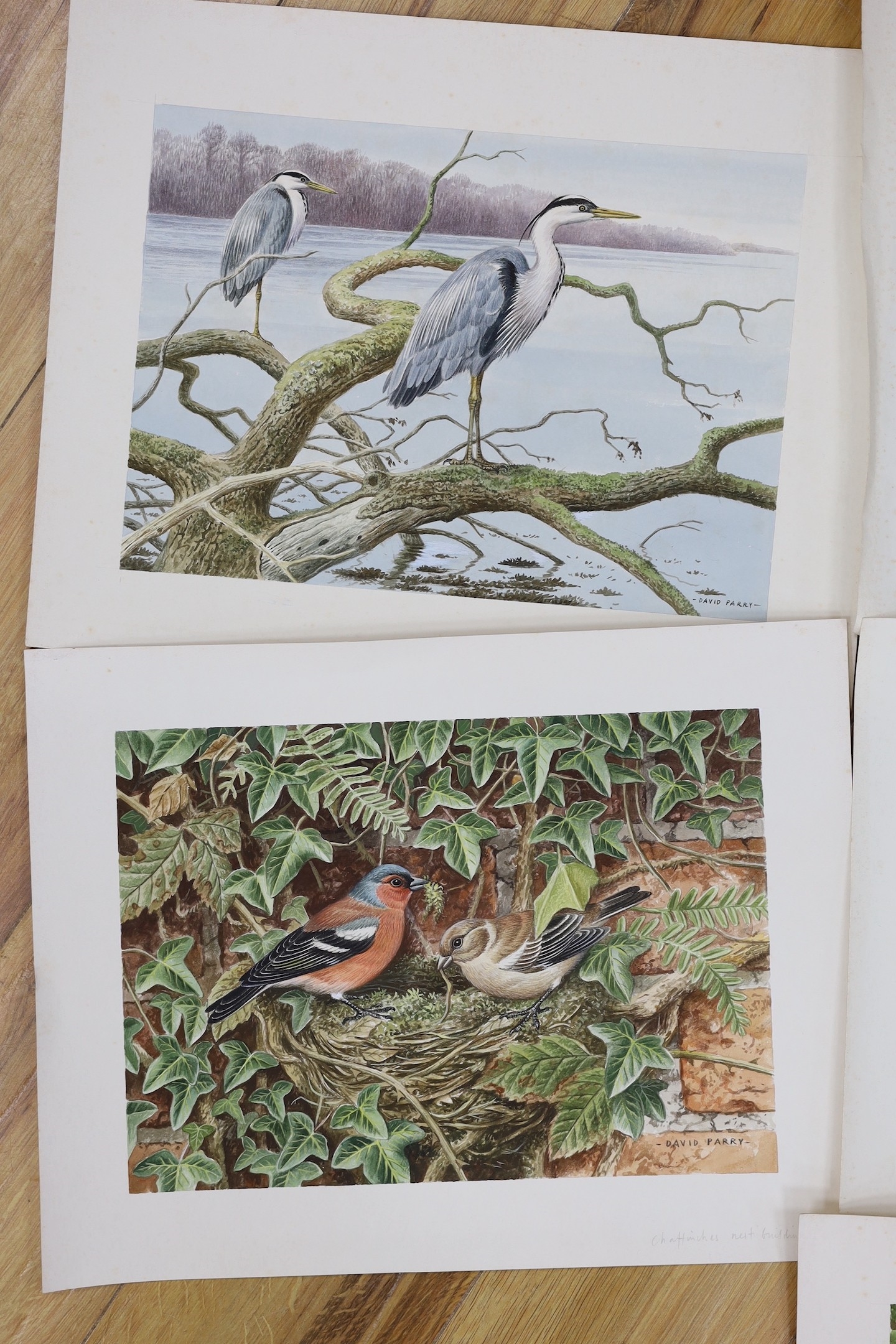 David Parry | Birds and wildlife | MutualArt