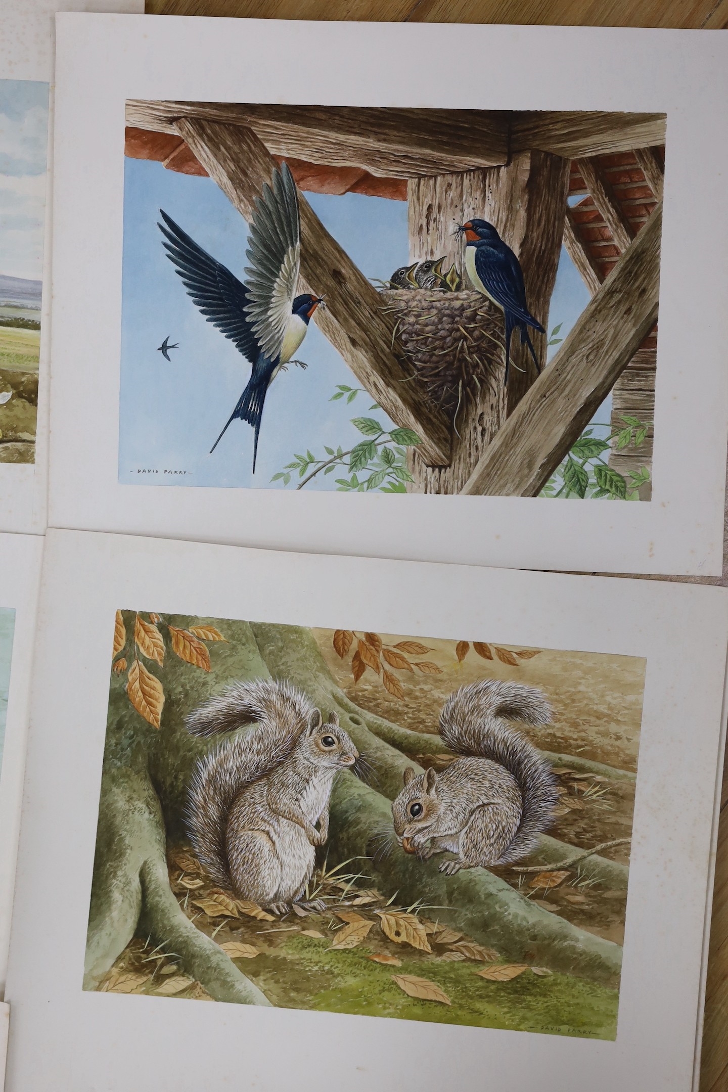 David Parry | Birds and wildlife | MutualArt