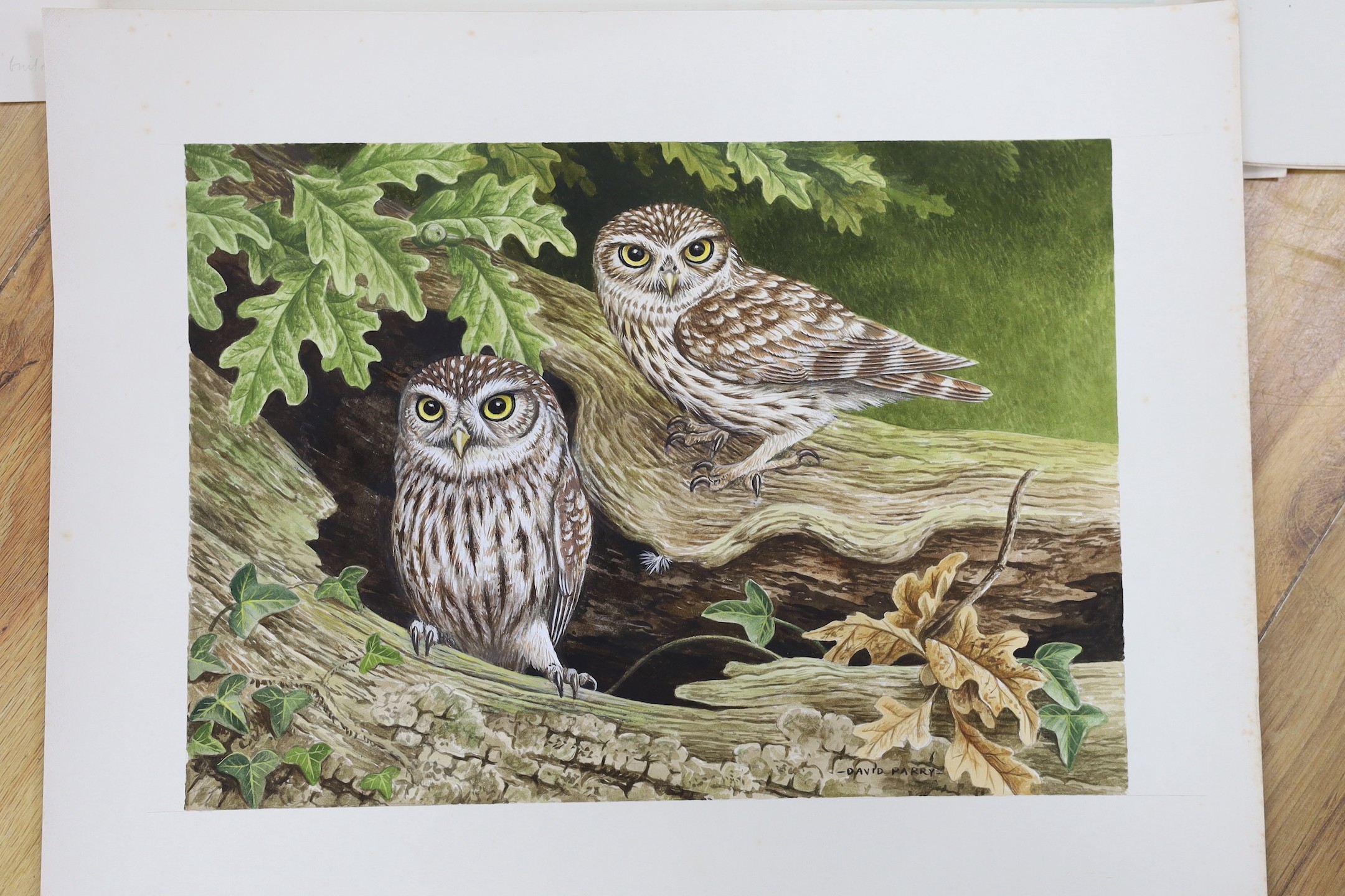 David Parry | Birds and wildlife | MutualArt