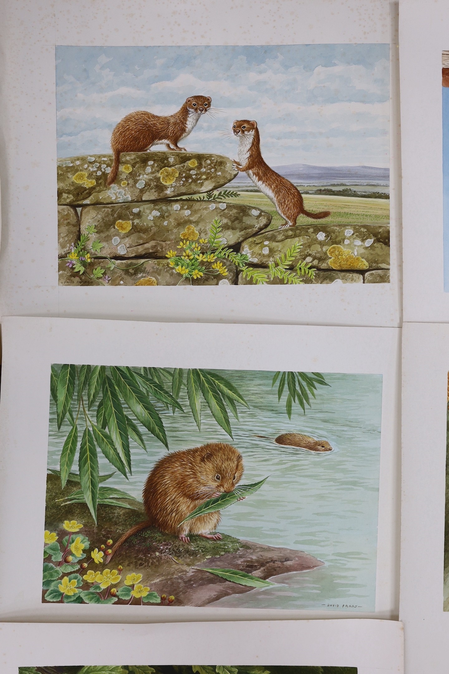 David Parry | Birds and wildlife | MutualArt