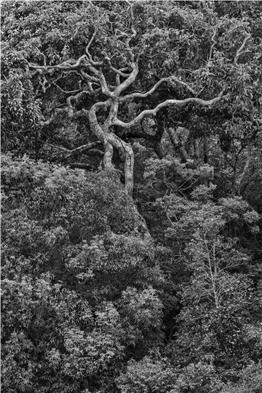 Sebastião Salgado: Tree of Life | Art Auction | MutualArt