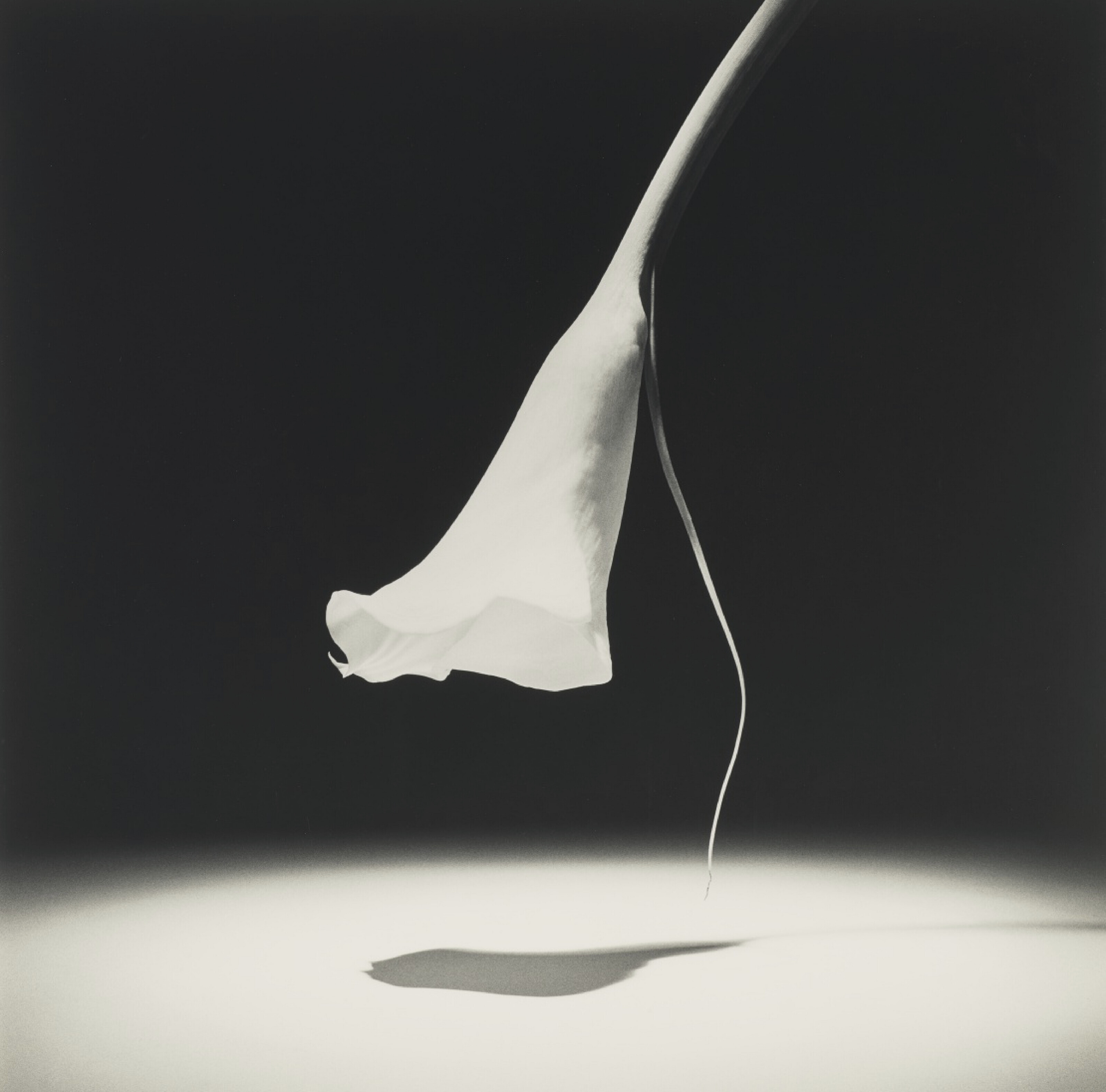 Robert Mapplethorpe | Calla Lily, 1986 (1986) | MutualArt