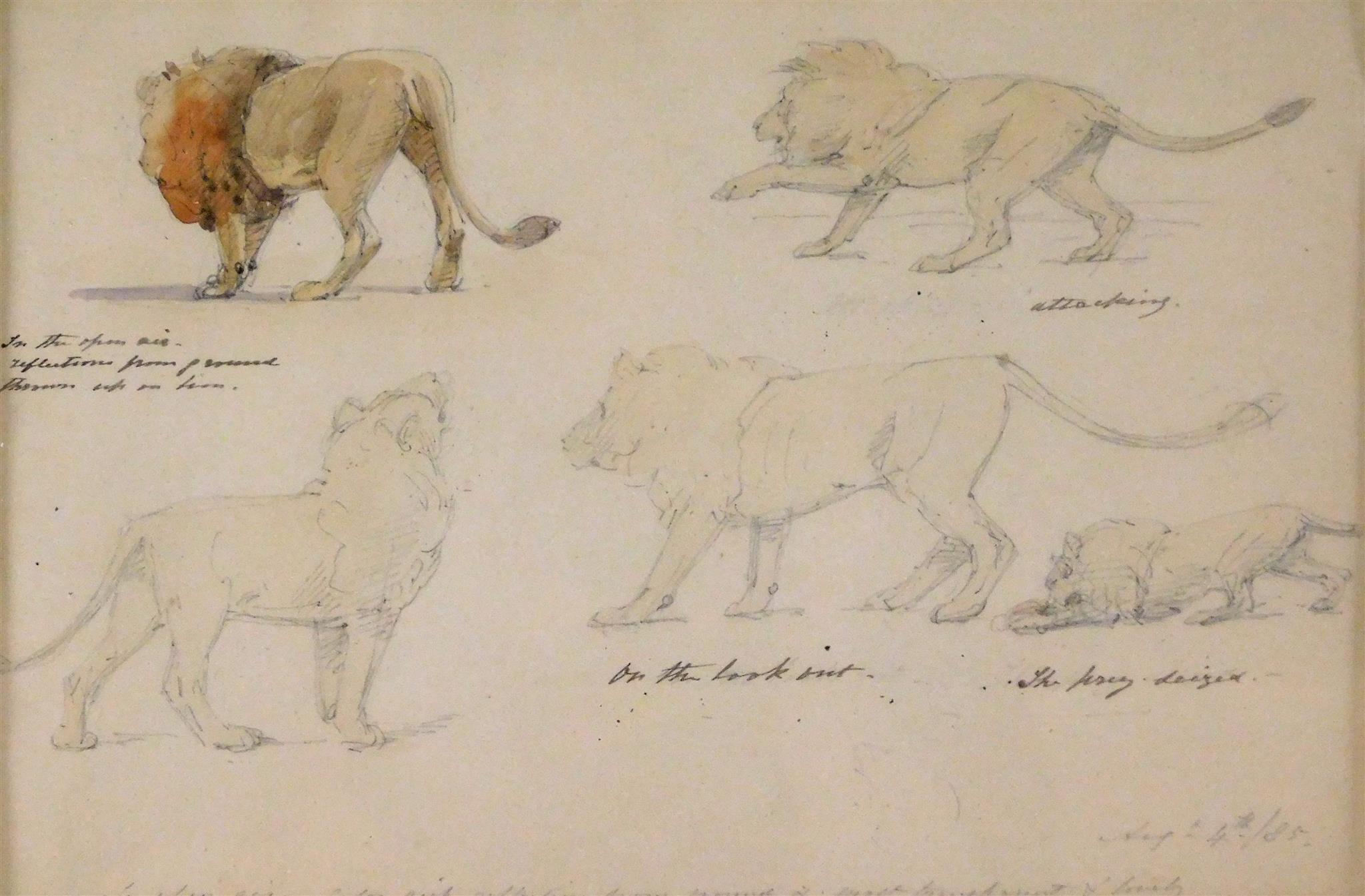 Alfred William Strutt | Sketches of Lions in the Open Air (1885 ...