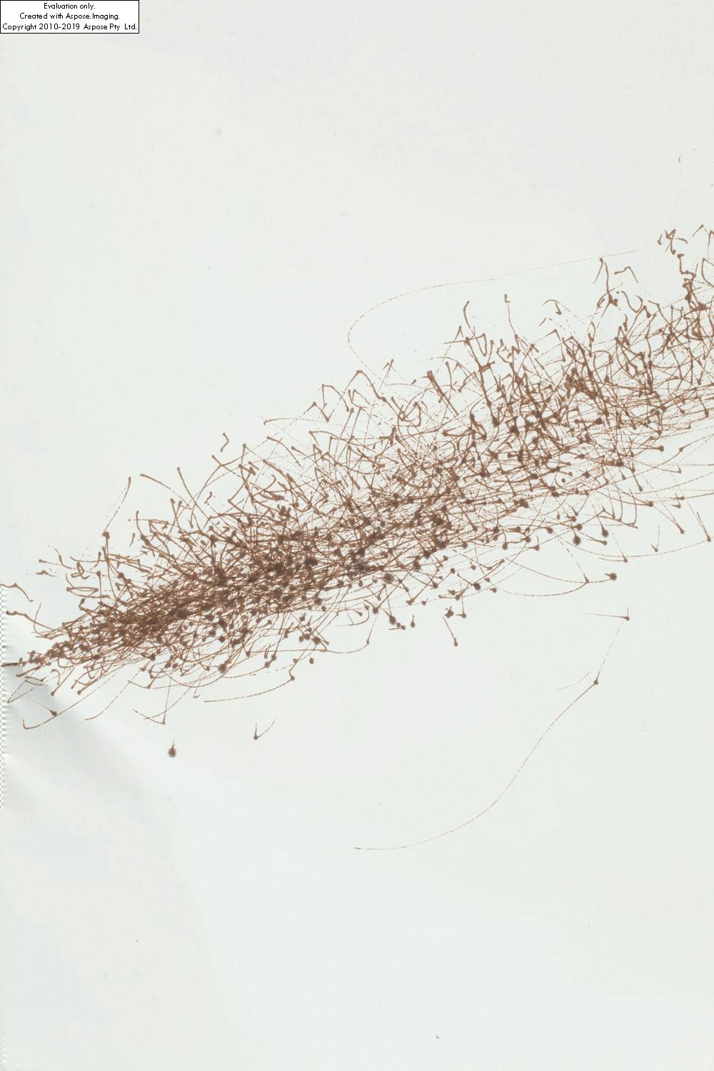 Tim Knowles | Tree Drawing - Scots Pine on easel | MutualArt