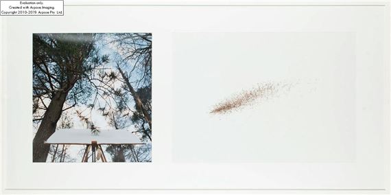 Tim Knowles | Tree Drawing - Scots Pine on easel | MutualArt