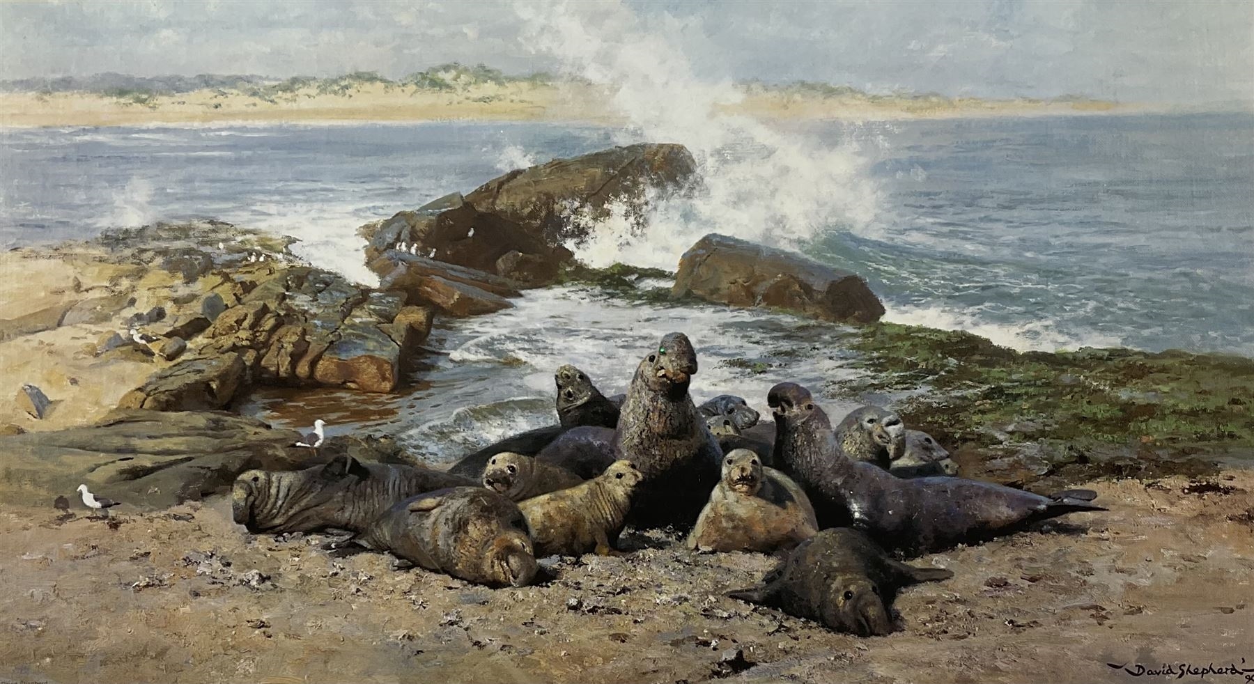 David Shepherd | Elephant Seals | MutualArt