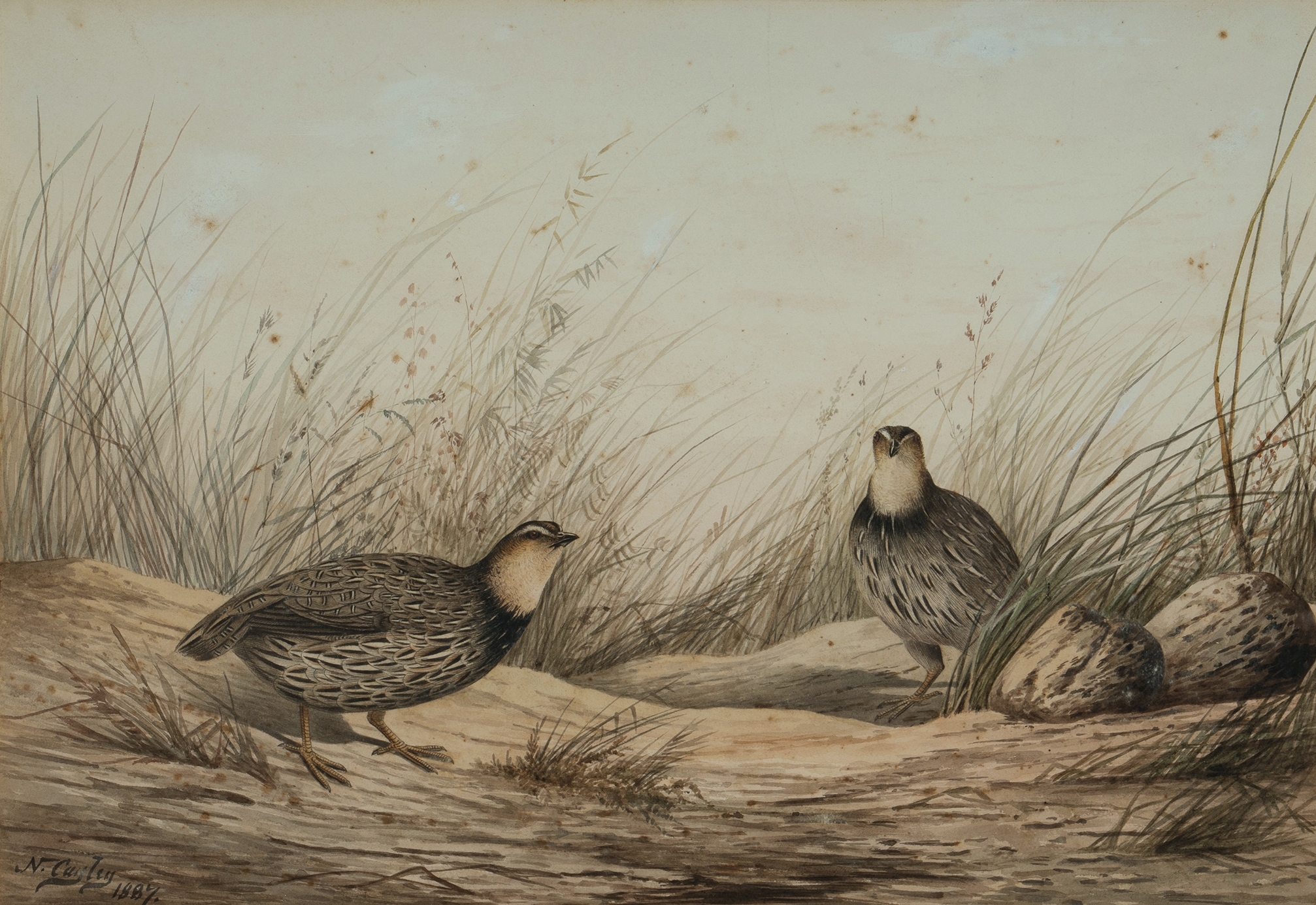 Neville Henry Peniston Cayley | Pair of Stubble Quail in a Reeded ...