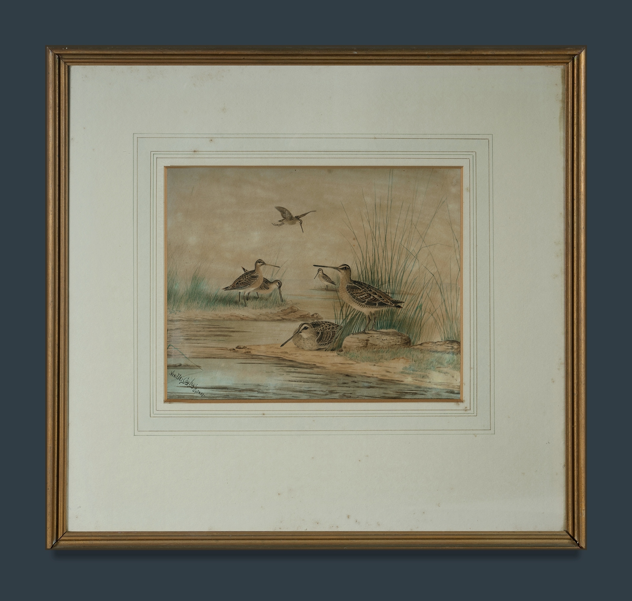 Neville Henry Peniston Cayley | Snipe in a River Landscape | MutualArt