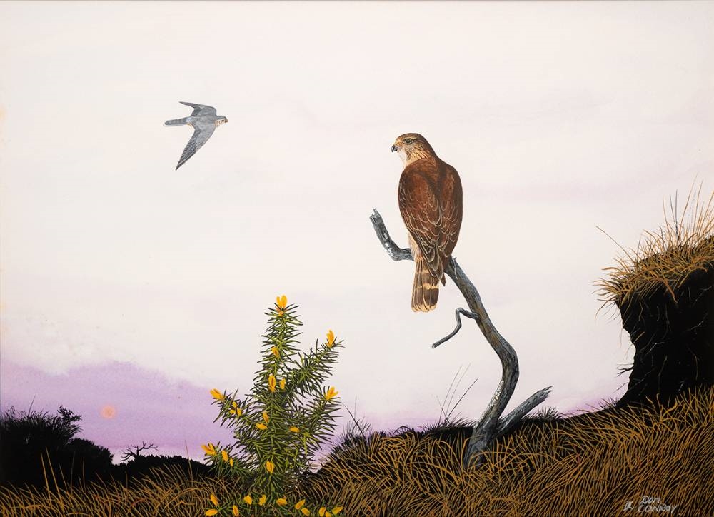 Don Conroy | BIRDS | MutualArt