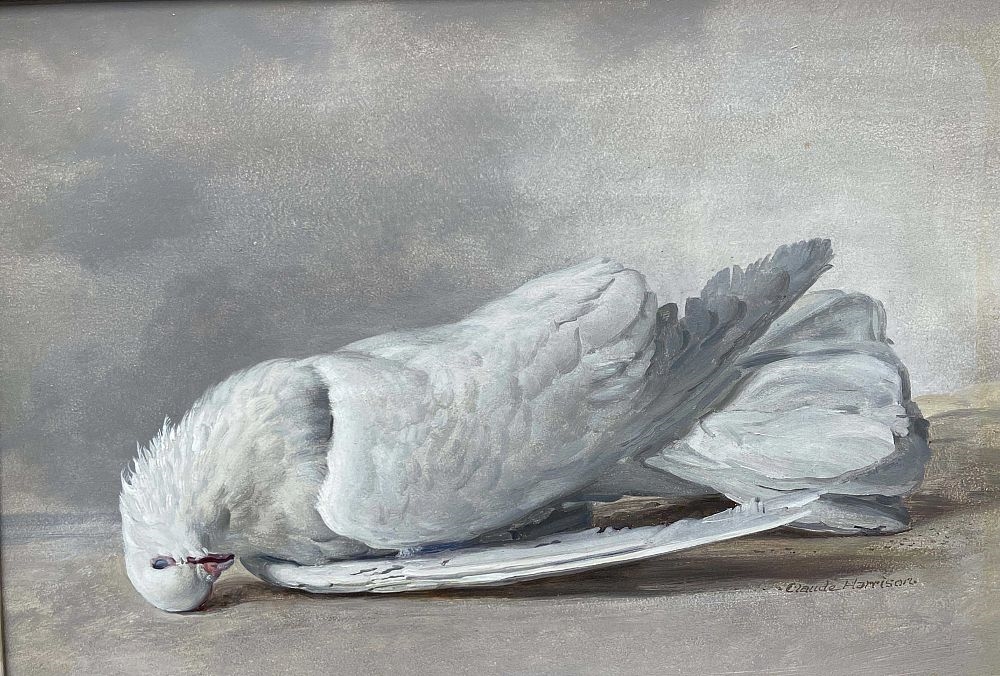 Claude William Harrison | Still life of a dead white dove (1969 ...