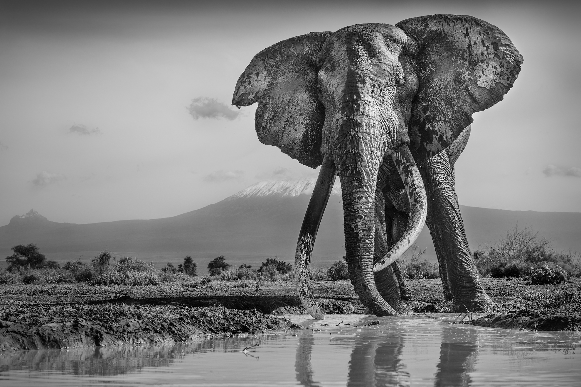 Michel Ghatan | The Snows of Kilimanjaro II Amboseli Kenya (2021 ...