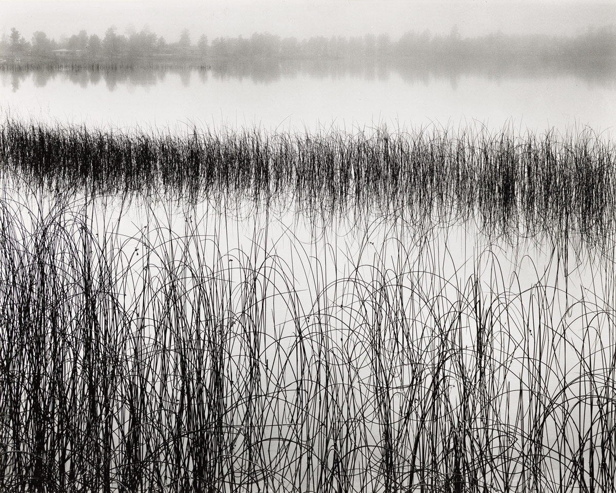 Brett Weston | Reeds in pond. | MutualArt