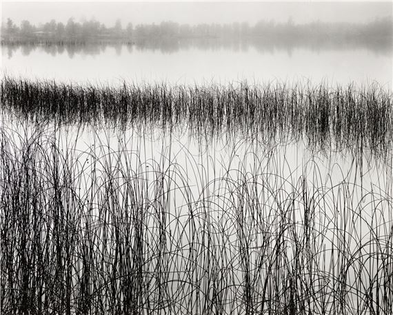 Brett Weston | Reeds in pond. | MutualArt