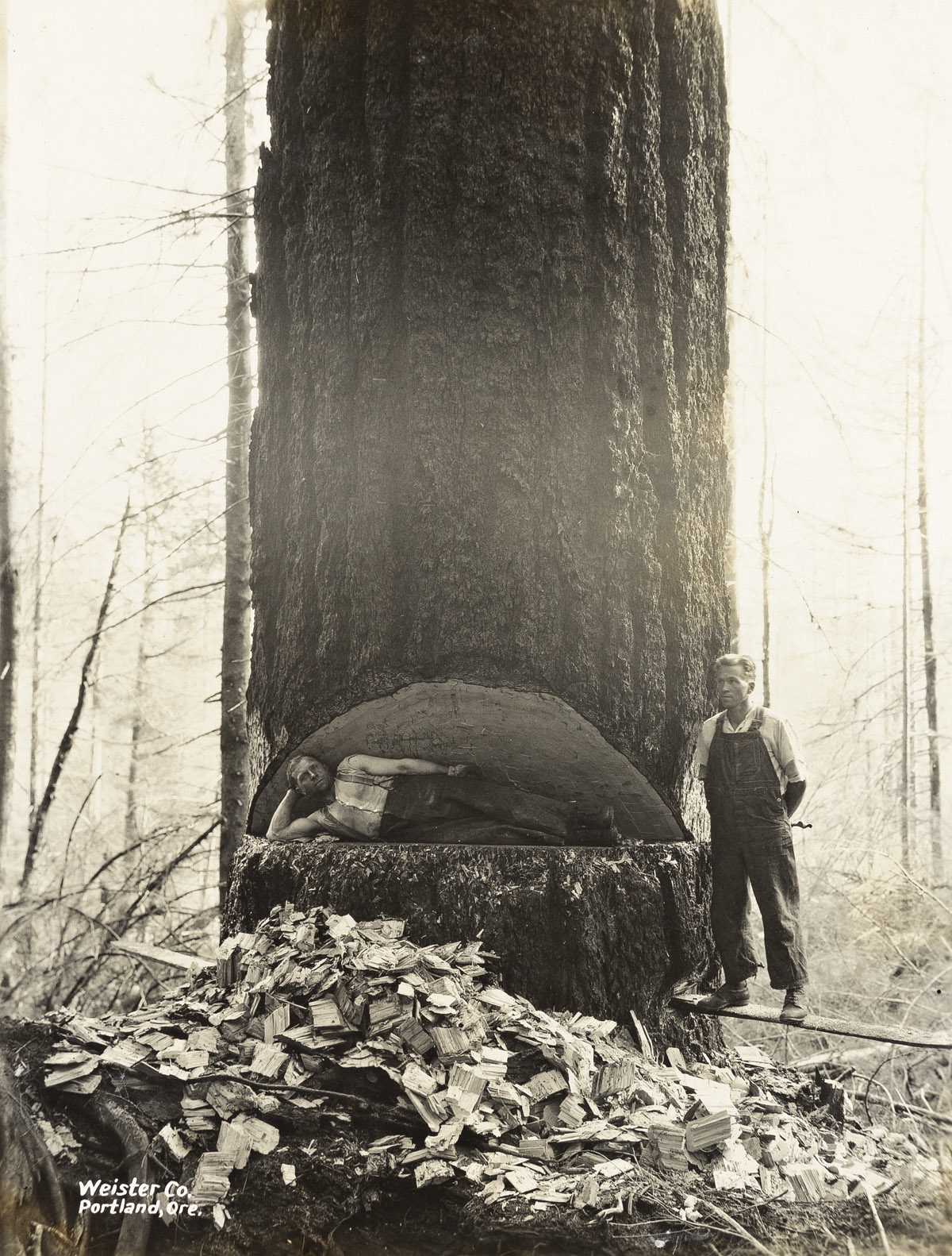 Johann Jakob Sperli | Pacific Coast Logging and Lumber Views, Big Creek ...