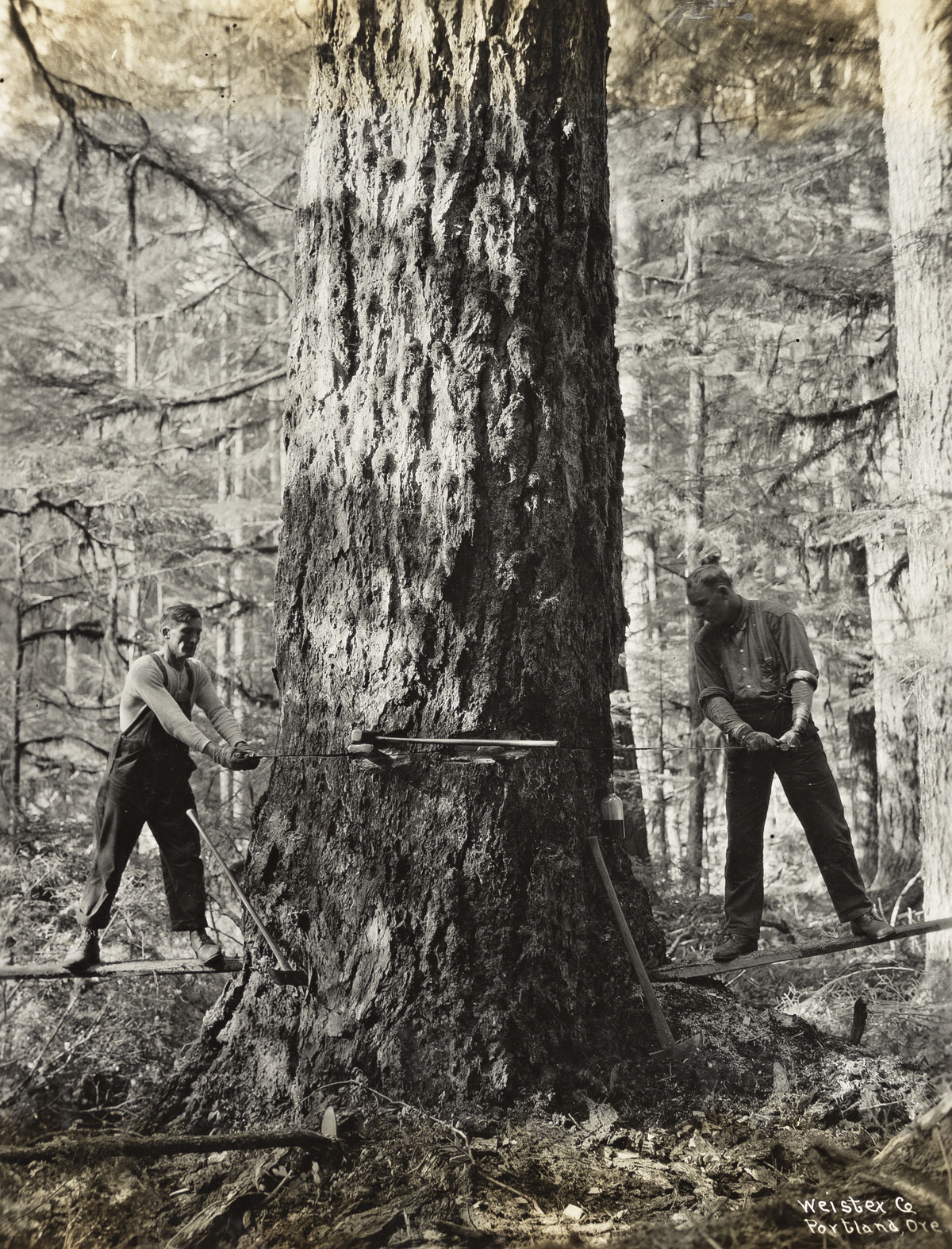 Johann Jakob Sperli | Pacific Coast Logging and Lumber Views, Big Creek ...