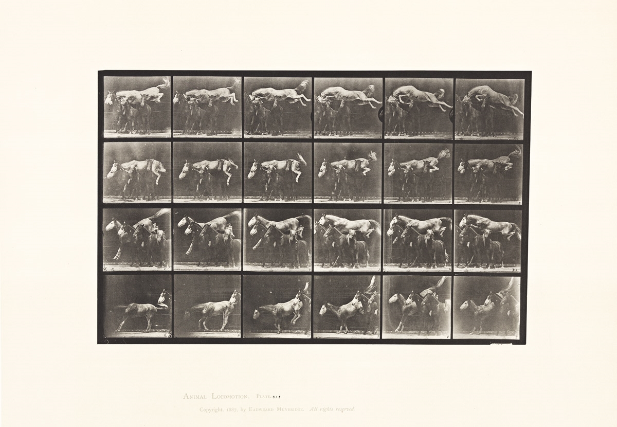 Eadweard Muybridge | A selection of 5 plates from the pioneering motion ...