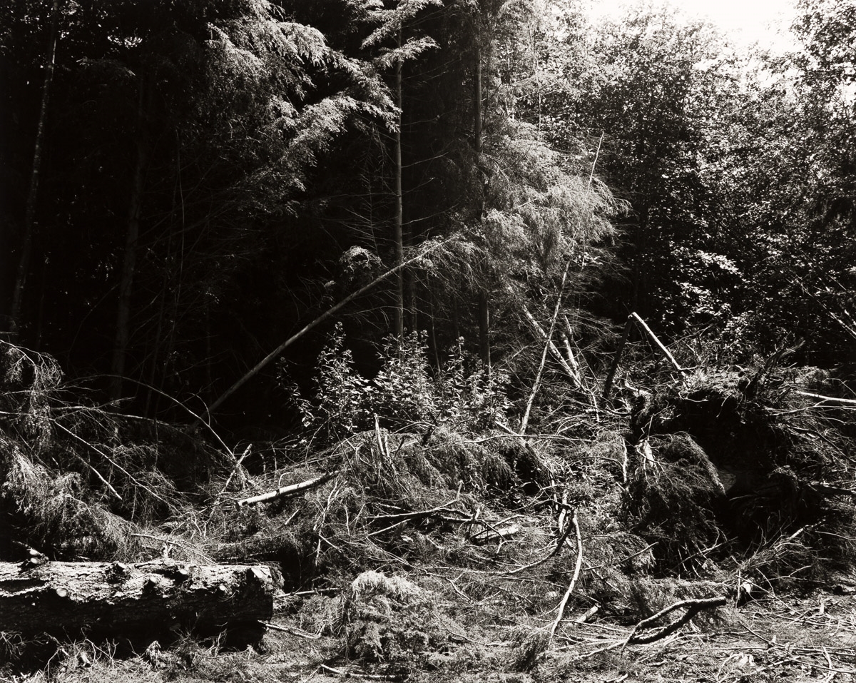 Robert Adams | Bulldozed Slash, Tillamook County, Oregon. | MutualArt