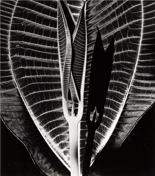 Brett Weston | Hawaii portfolio from the Honolulu Academy of Arts with ...