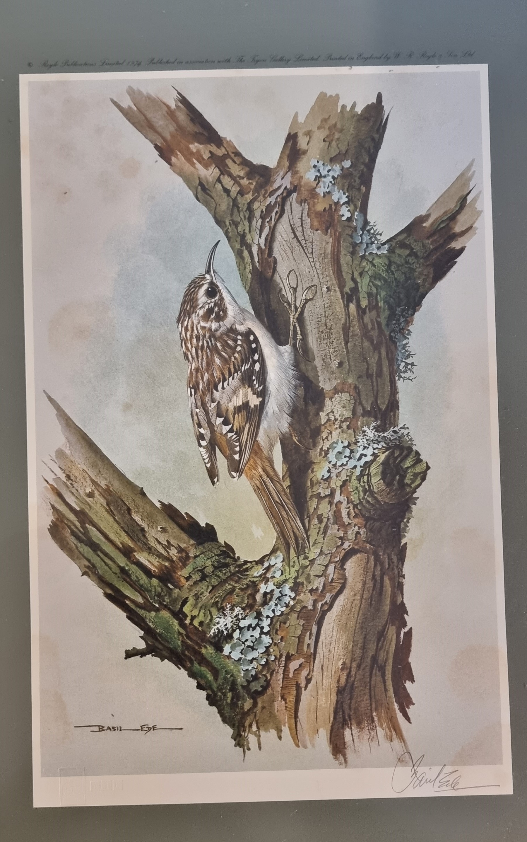 Basil Ede | Fine Art Guild set of eight limited edition prints of birds ...