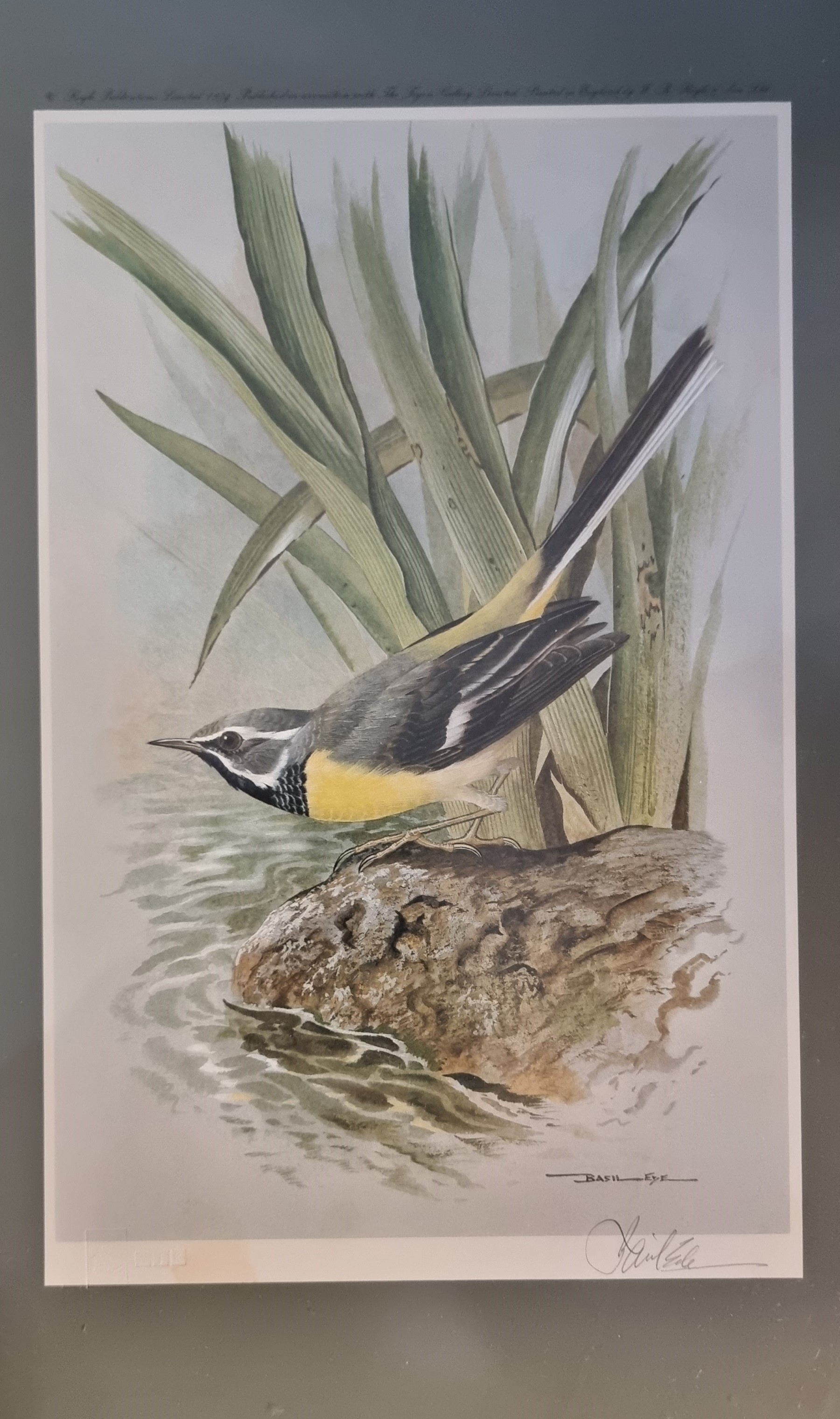 Basil Ede | Fine Art Guild set of eight limited edition prints of birds ...