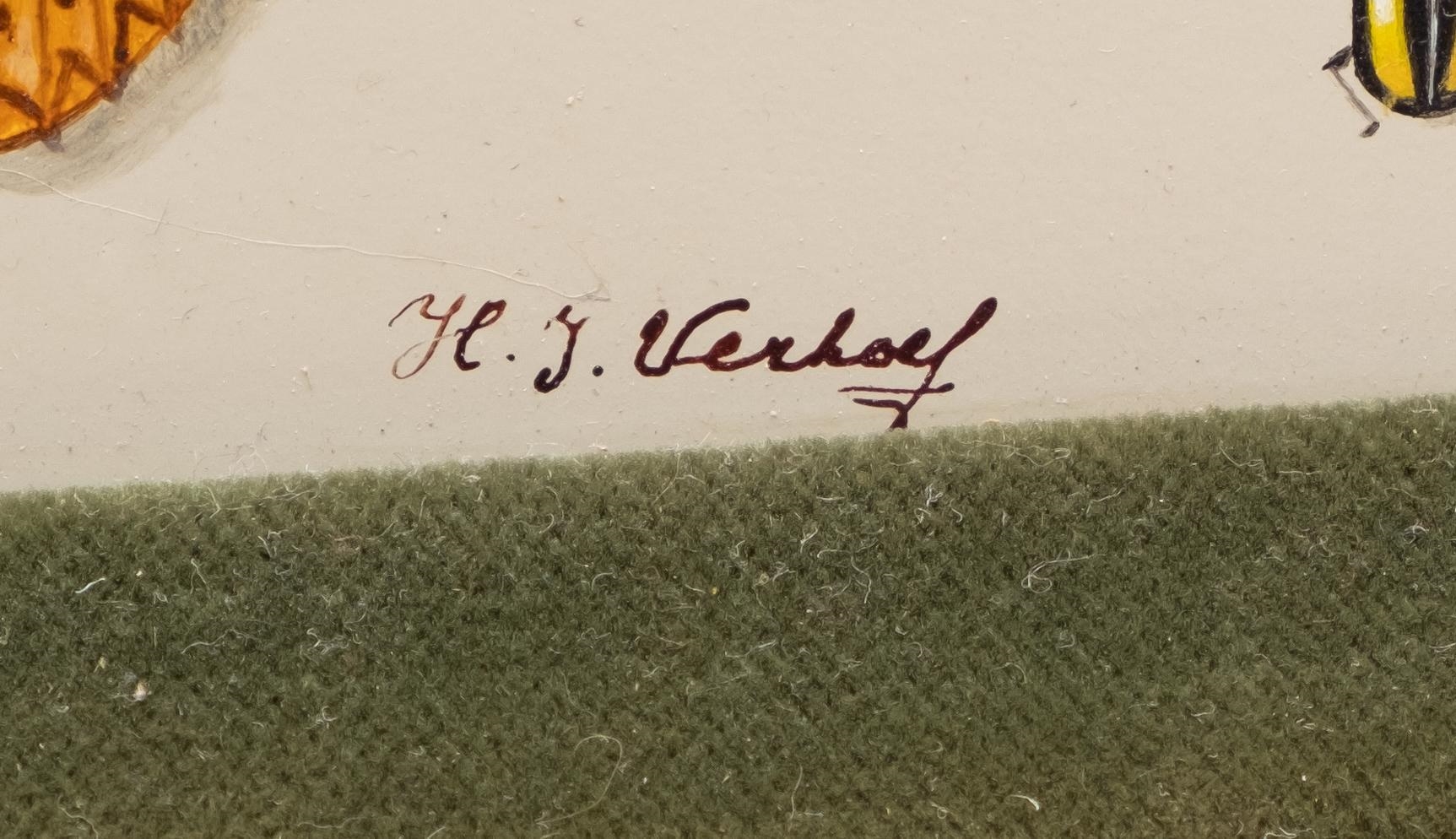 Hans Verhoef | Stilleven met vlinders, insecten en rups | MutualArt