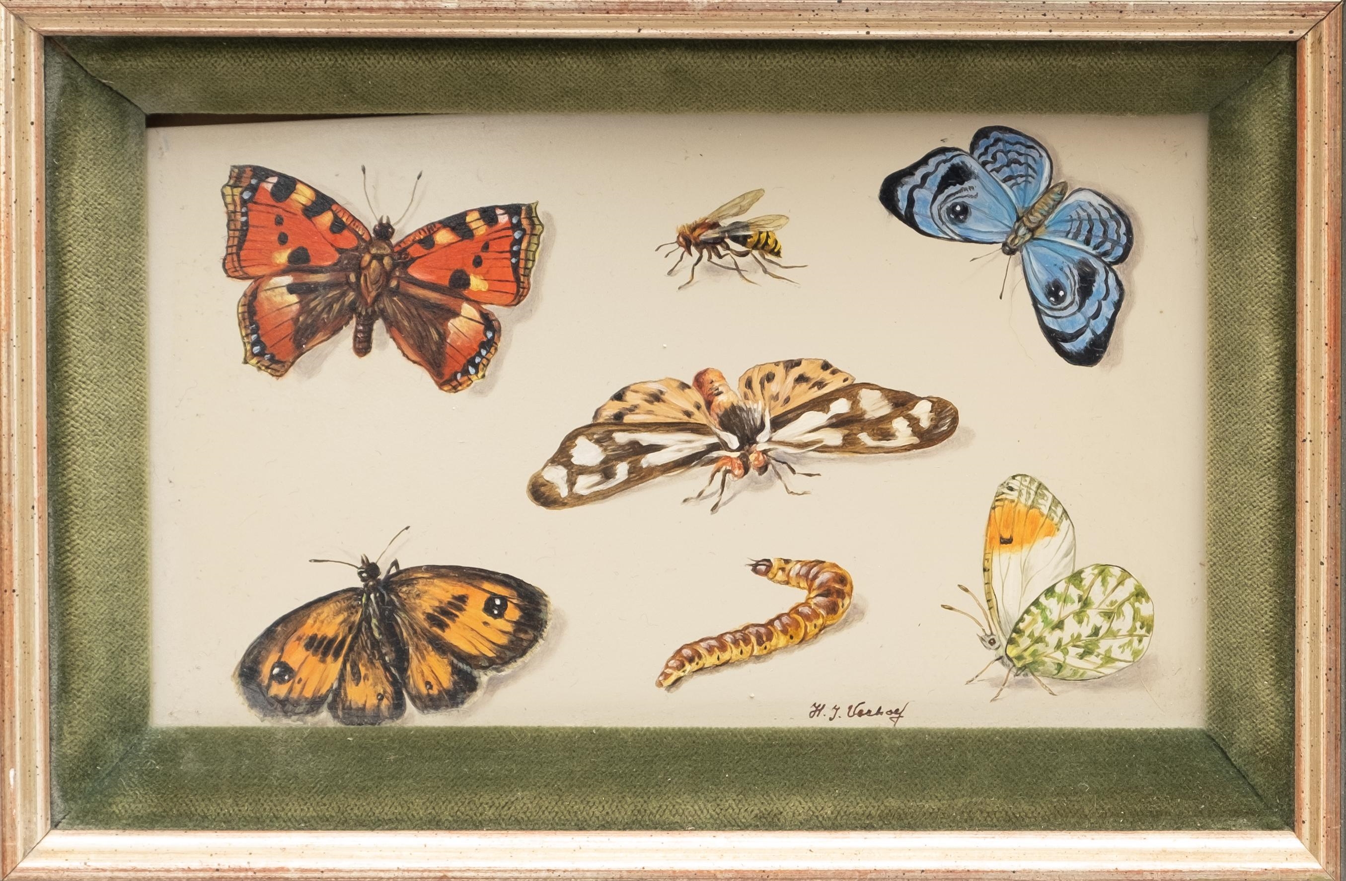 Hans Verhoef | Stilleven met vlinders, insecten en rups | MutualArt