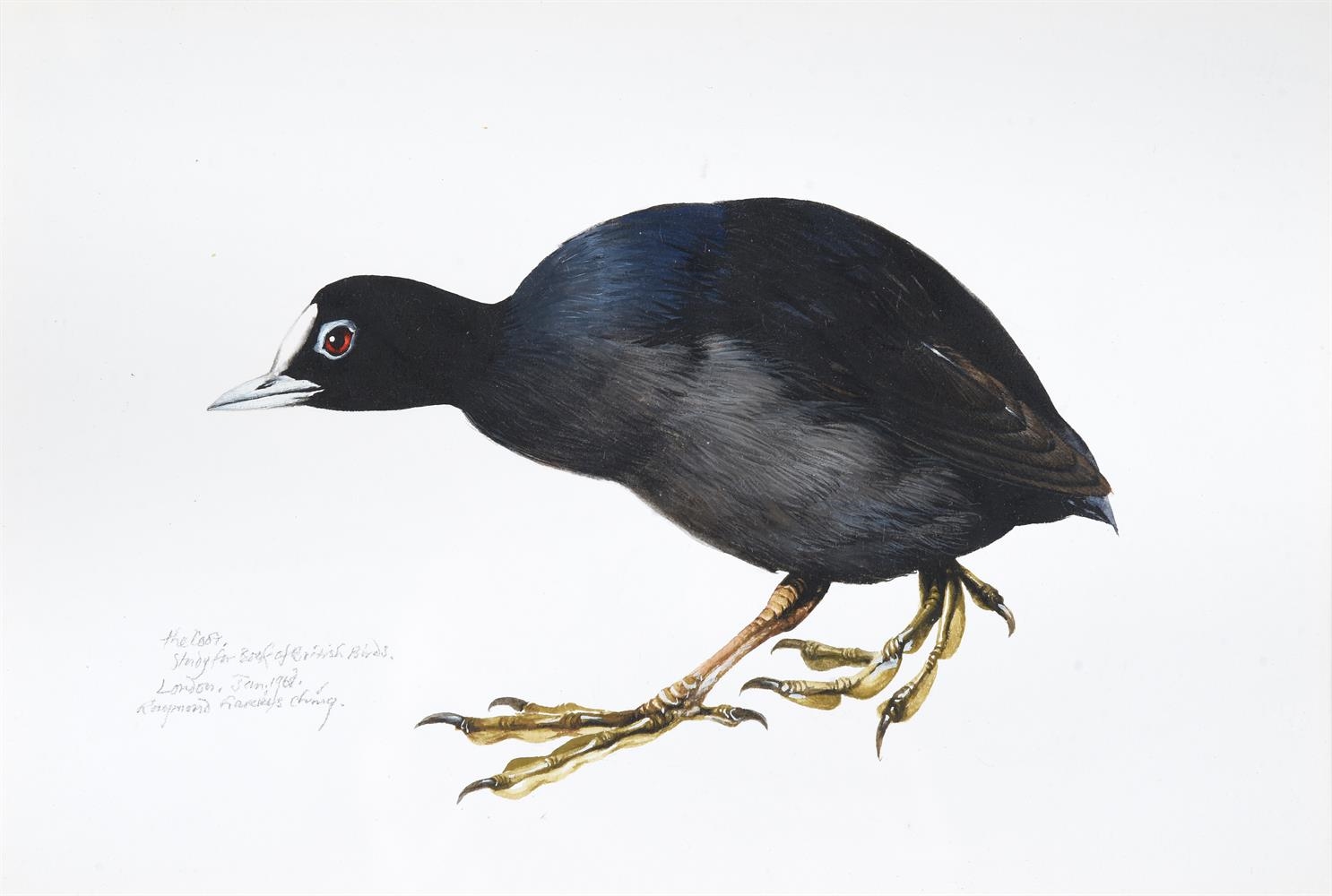Raymond Harris Ching | THE COOT, STUDY FOR BOOK OF BRITISH BIRDS (1968 ...