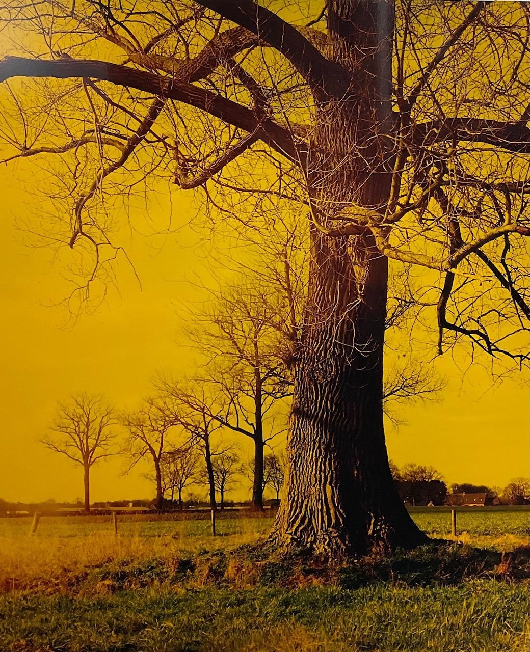 Betsy Green | Canadese Populier – A sense of Place Van Gogh, 2021 ...