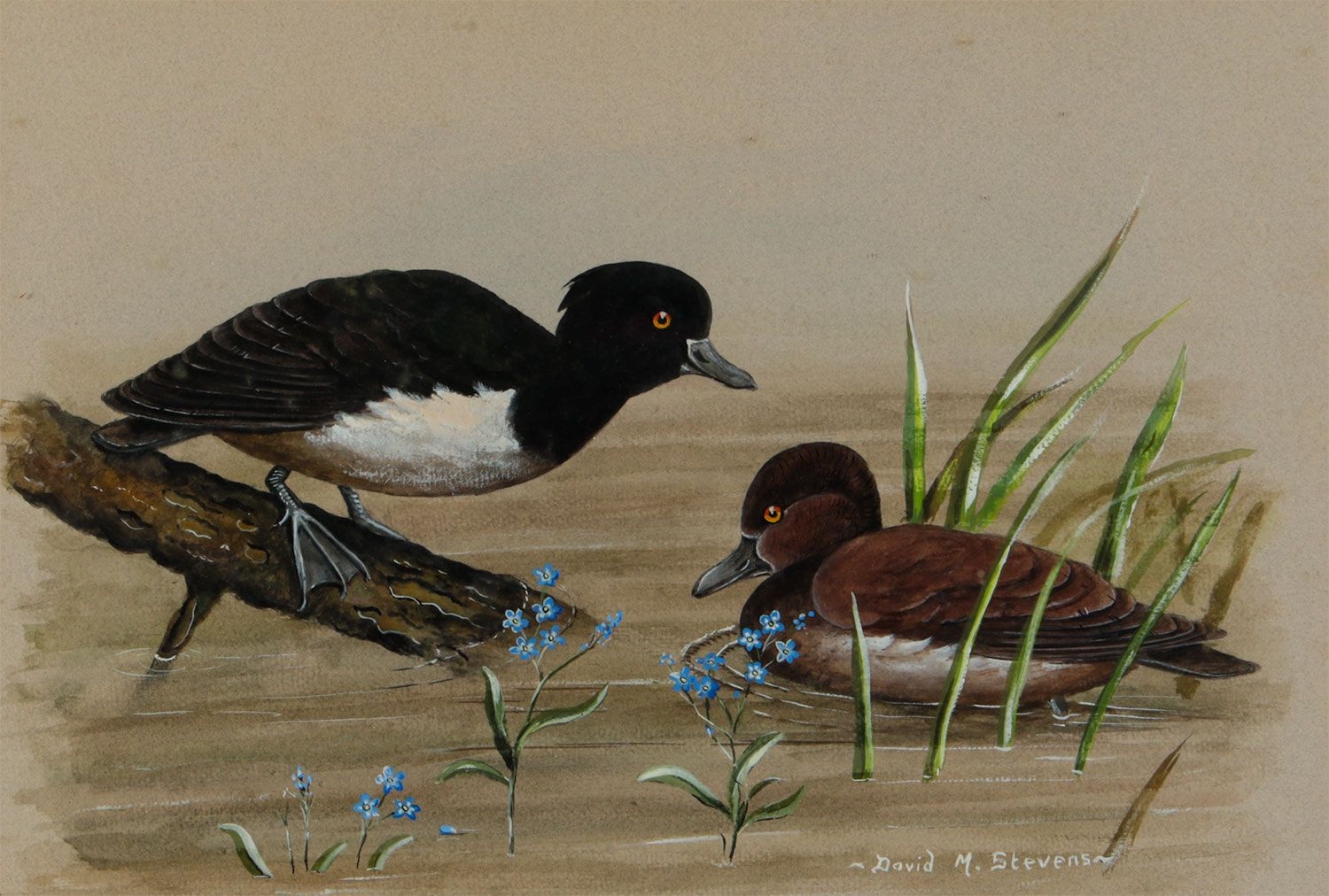 David M. Stevens | TUFTED DUCKS | MutualArt