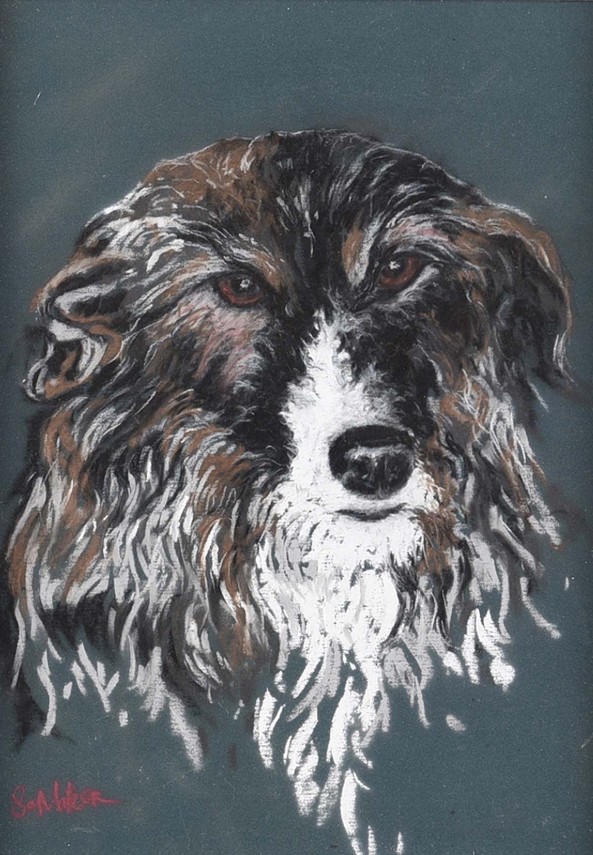 Sam Mateer | STUDY OF A COLLIE DOG | MutualArt