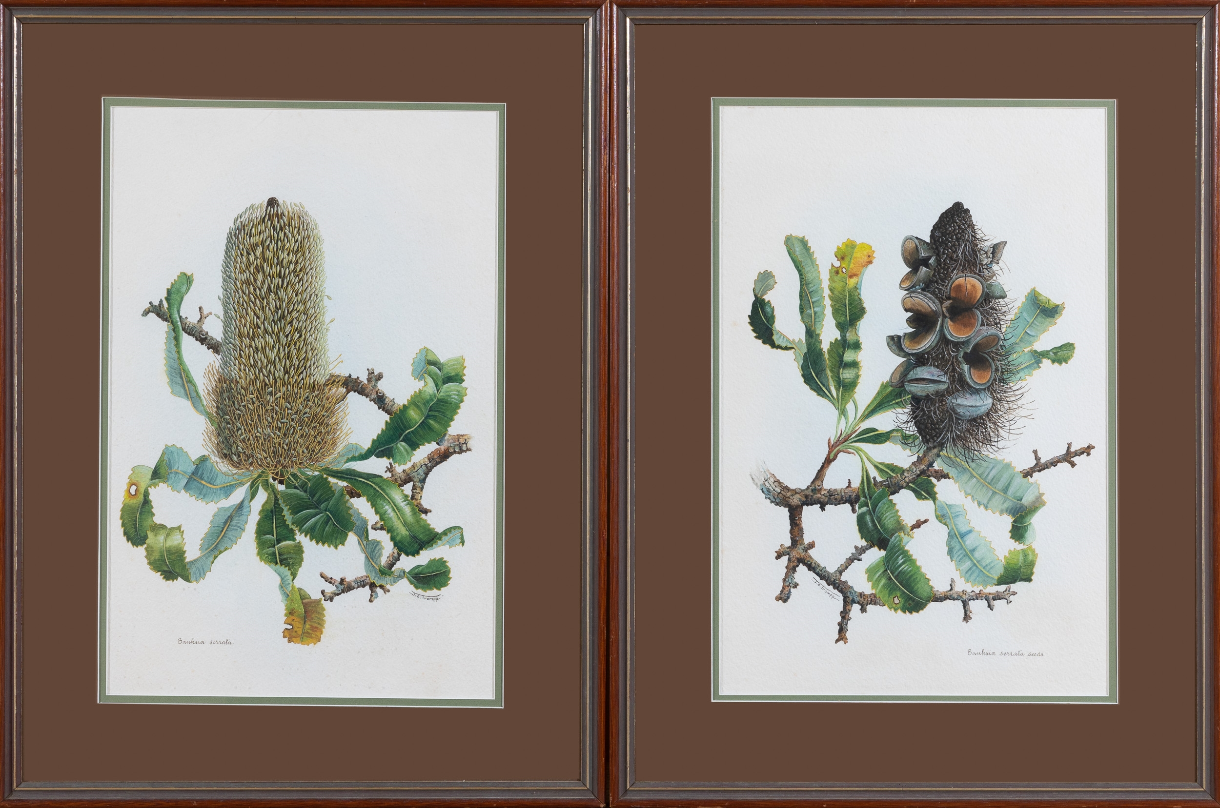 J E Trompp | 2 x Banksia Serrata | MutualArt