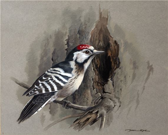 Basil Ede | Lesser Spotted Woodpecker | MutualArt