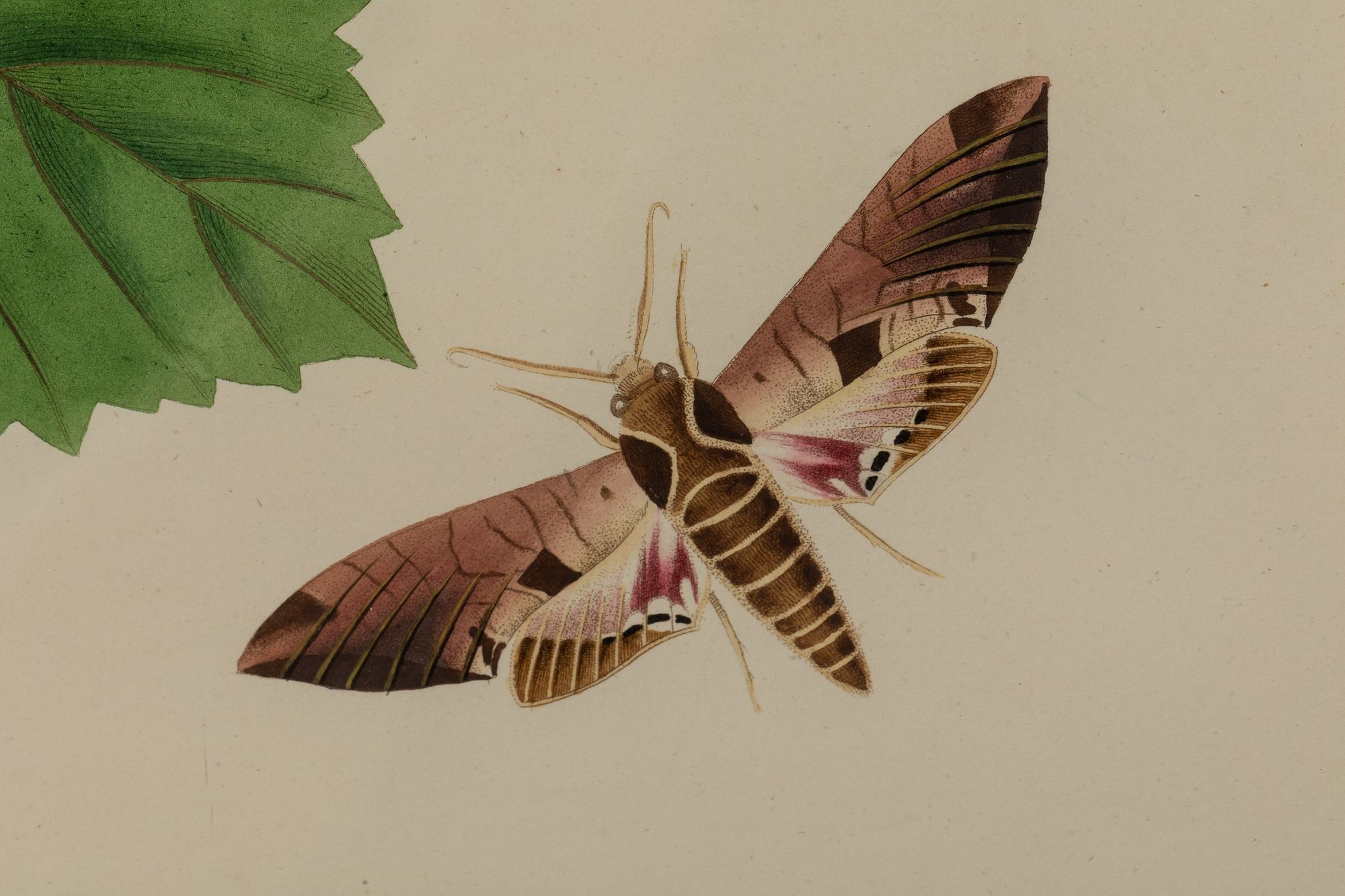 John Abbot | from the Natural History of the Rare Lepidopterous Insects ...