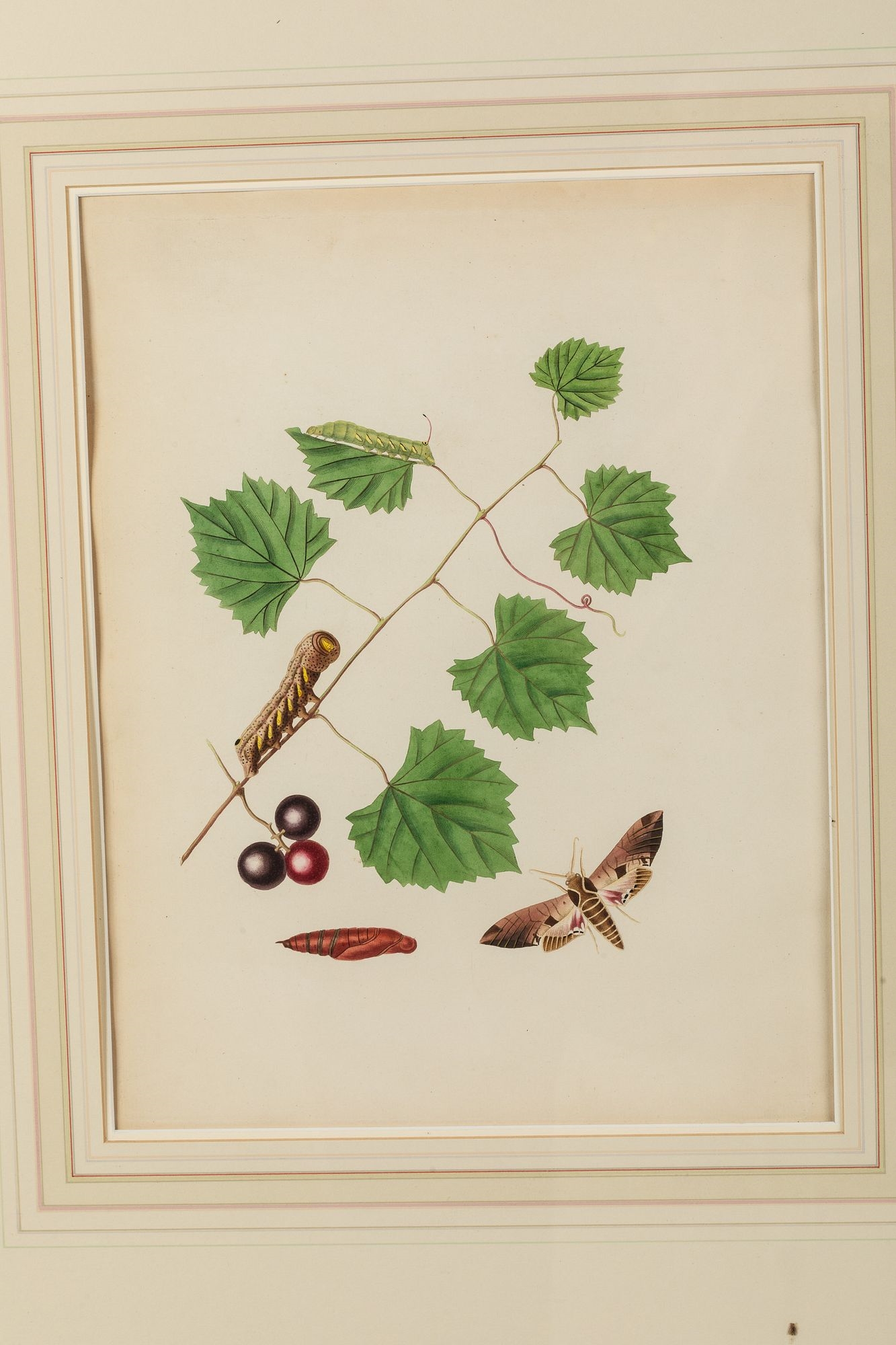 John Abbot | from the Natural History of the Rare Lepidopterous Insects ...