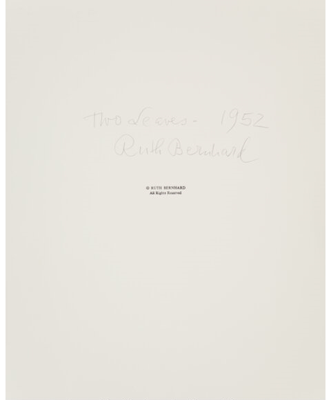 Ruth Bernhard | Two Leaves (1952) | MutualArt