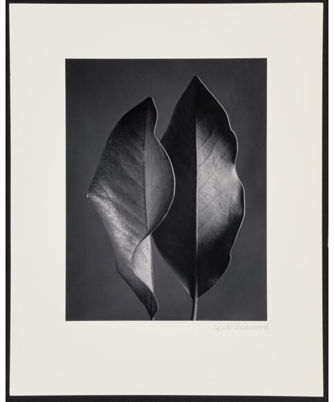 Ruth Bernhard | Two Leaves (1952) | MutualArt