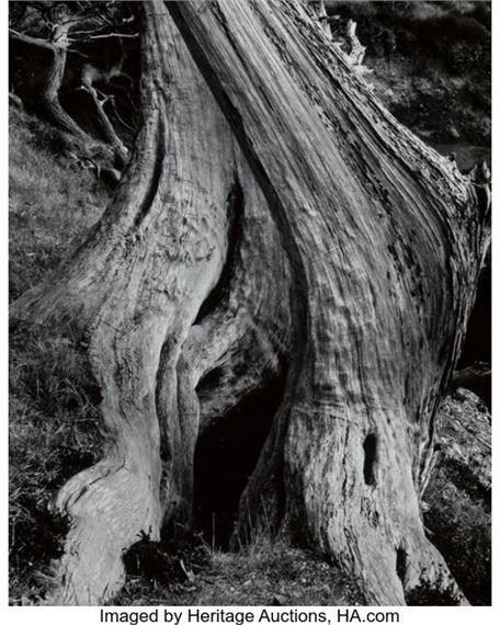 Edward Weston | Cypress Trunk, Point Lobos | MutualArt