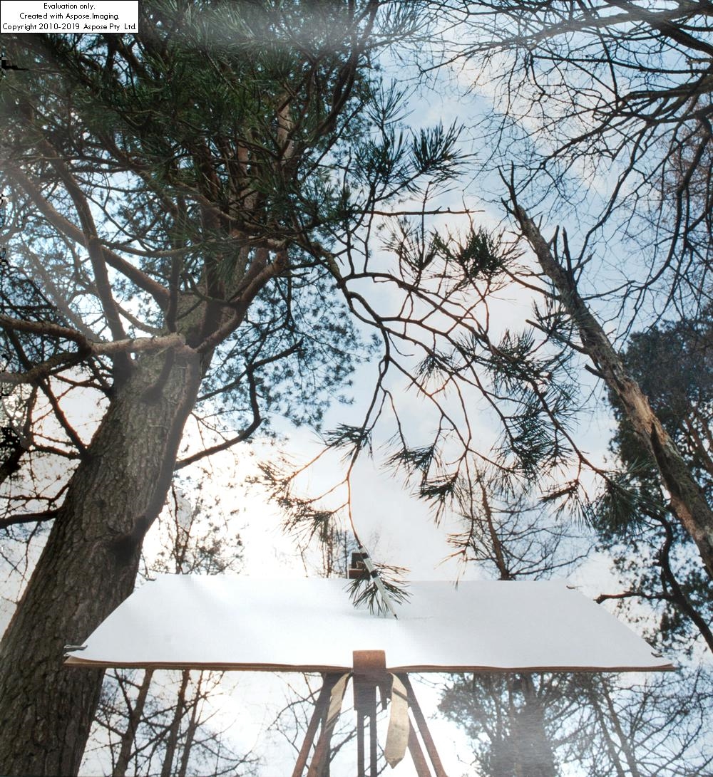 Tim Knowles | Tree Drawing - Scots Pine on easel | MutualArt