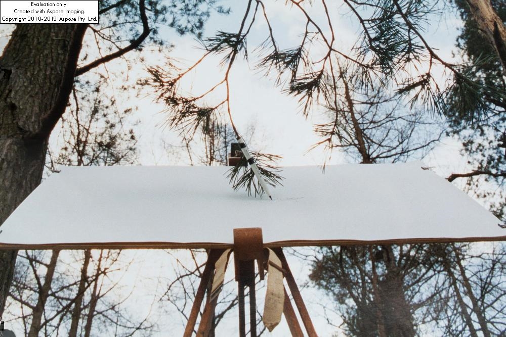 Tim Knowles | Tree Drawing - Scots Pine on easel | MutualArt