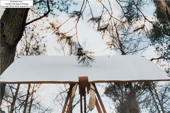 Tim Knowles | Tree Drawing - Scots Pine on easel | MutualArt