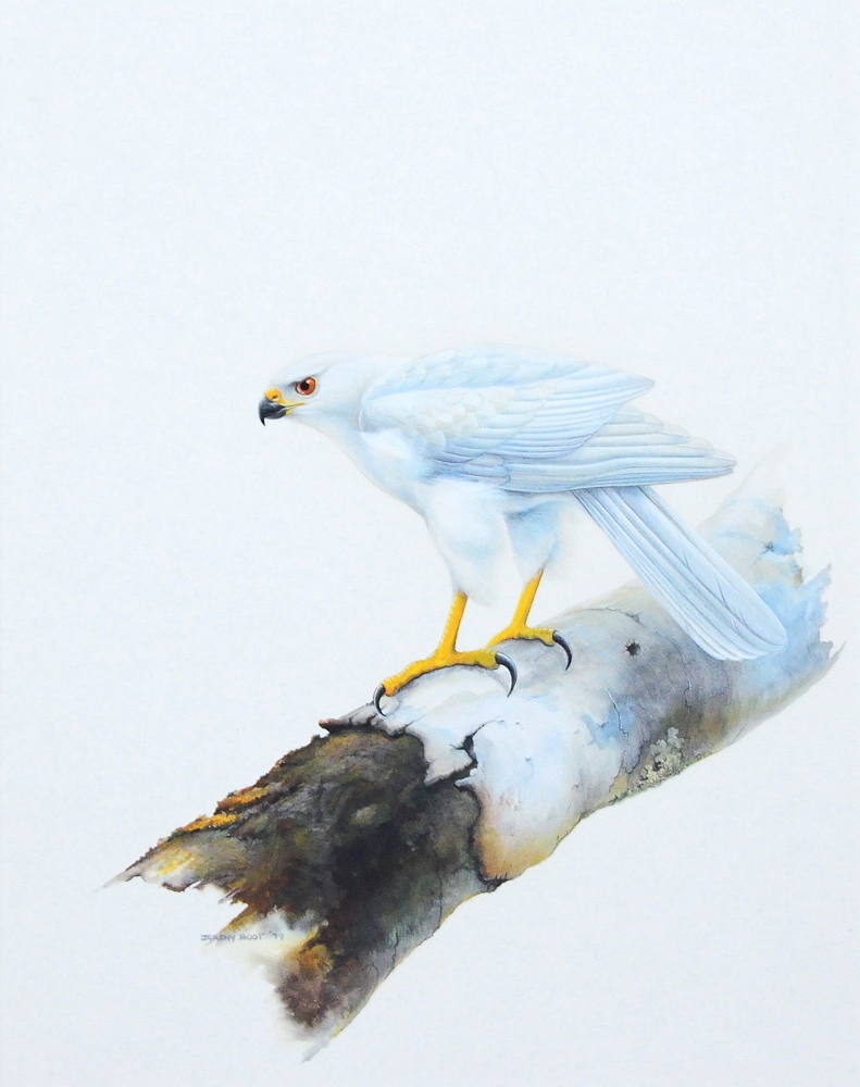 Jeremy Boot | White Goshawk | MutualArt