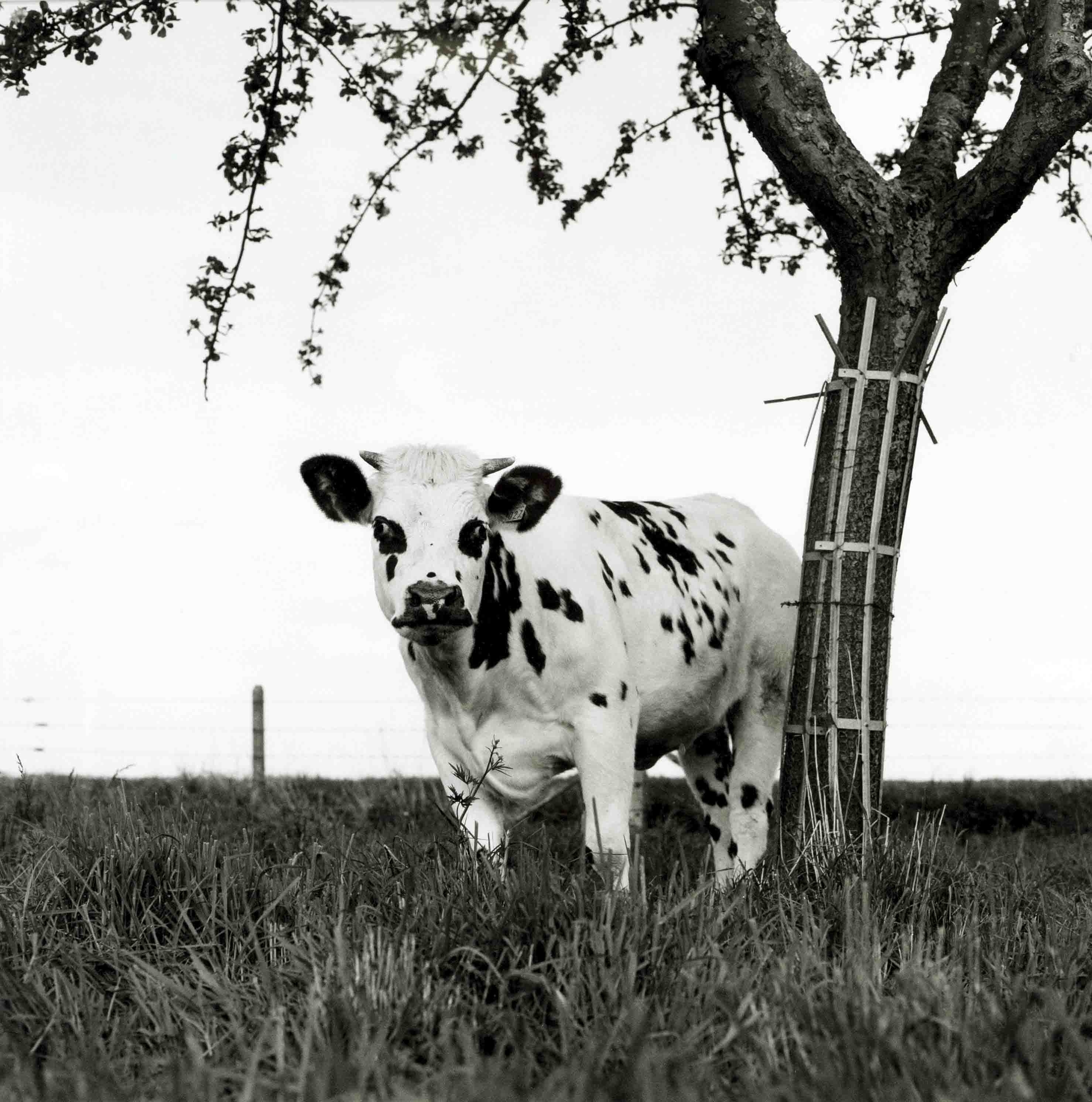 Ursula Böhmer | Cow (1998) | MutualArt