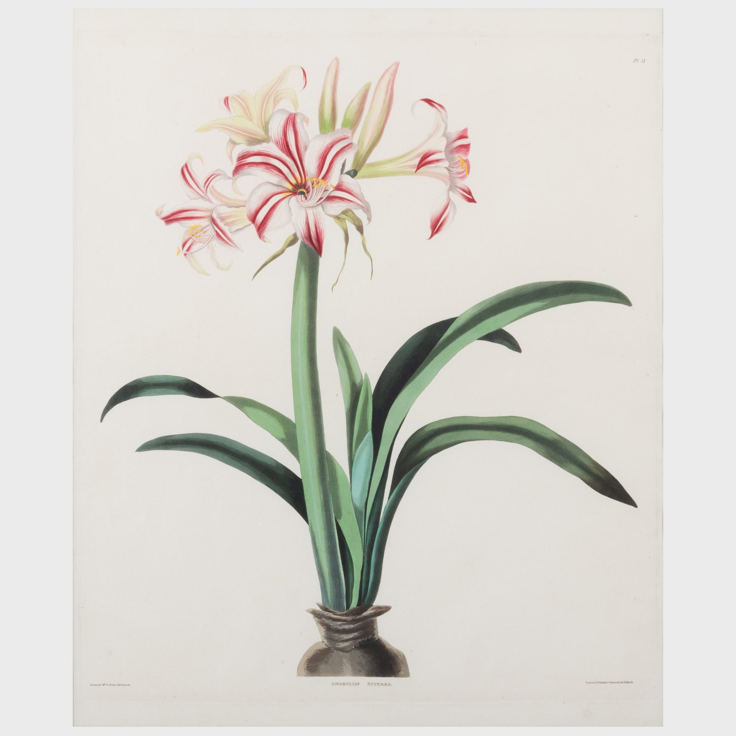 Priscilla Susan Bury | Crinum Peduculato-Zeylanicum ; and Amaryllis ...