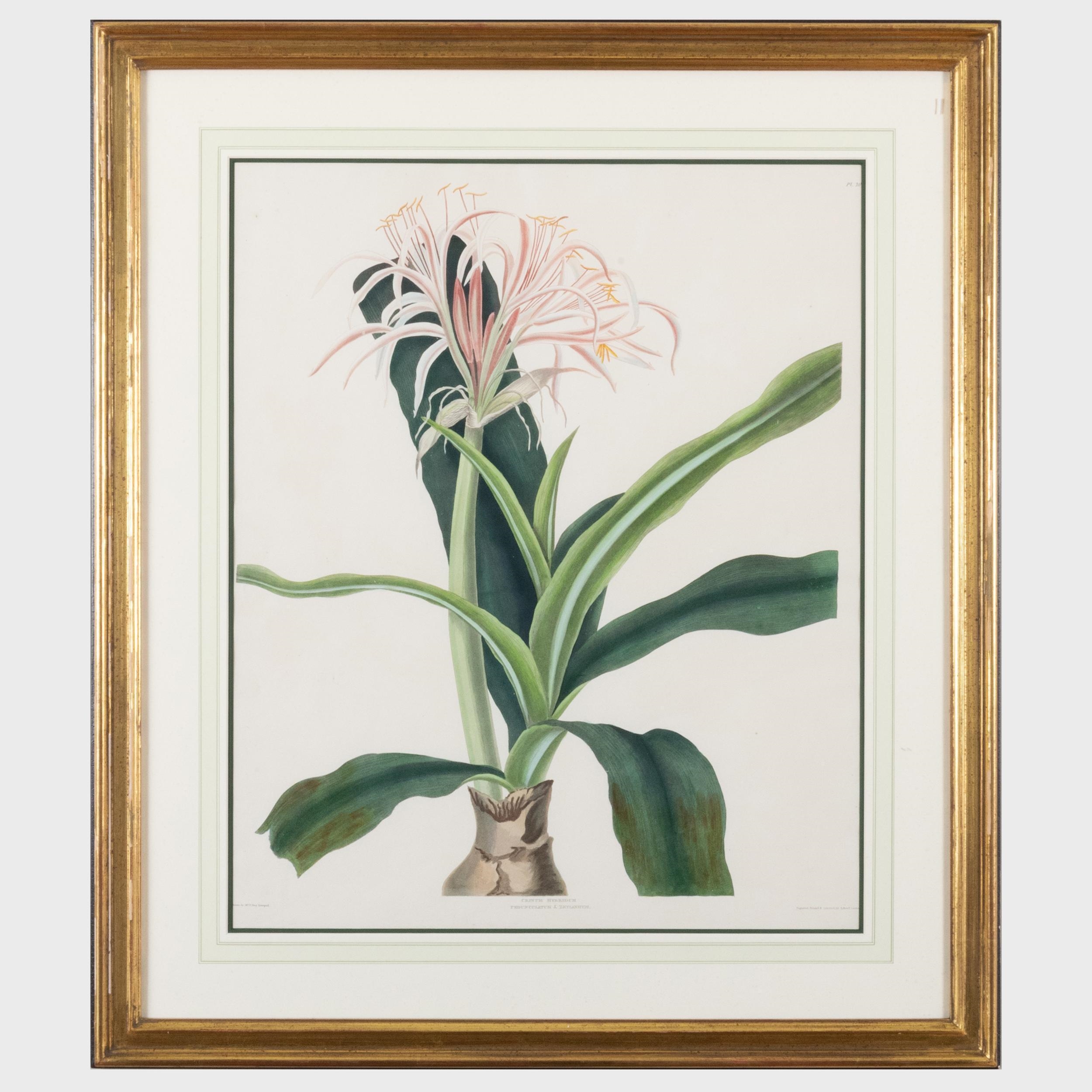 Priscilla Susan Bury | Crinum Peduculato-Zeylanicum ; and Amaryllis ...