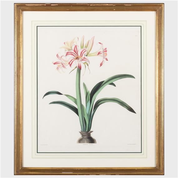 Priscilla Susan Bury | Crinum Peduculato-Zeylanicum ; and Amaryllis ...