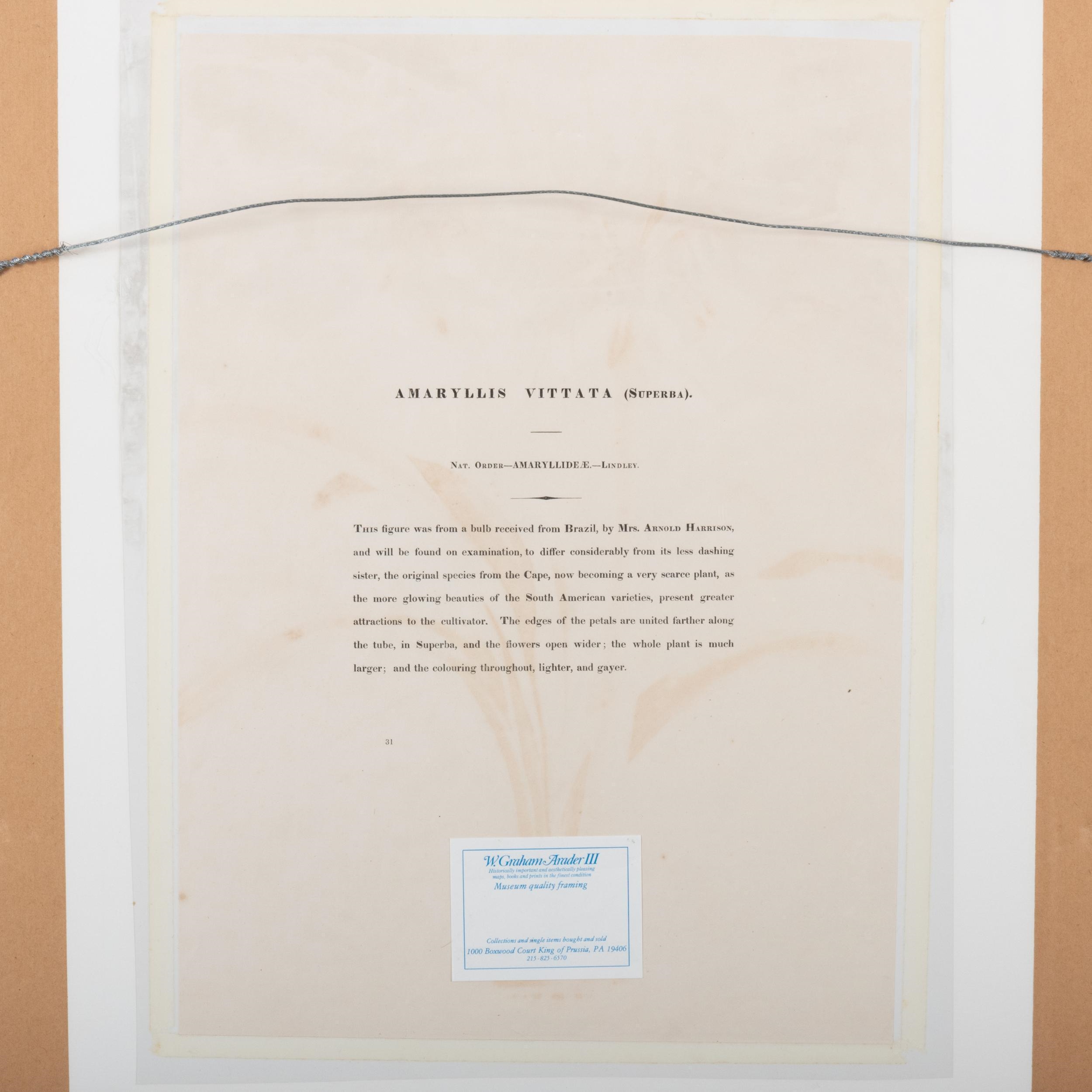 Priscilla Susan Bury | Crinum Peduculato-Zeylanicum ; and Amaryllis ...