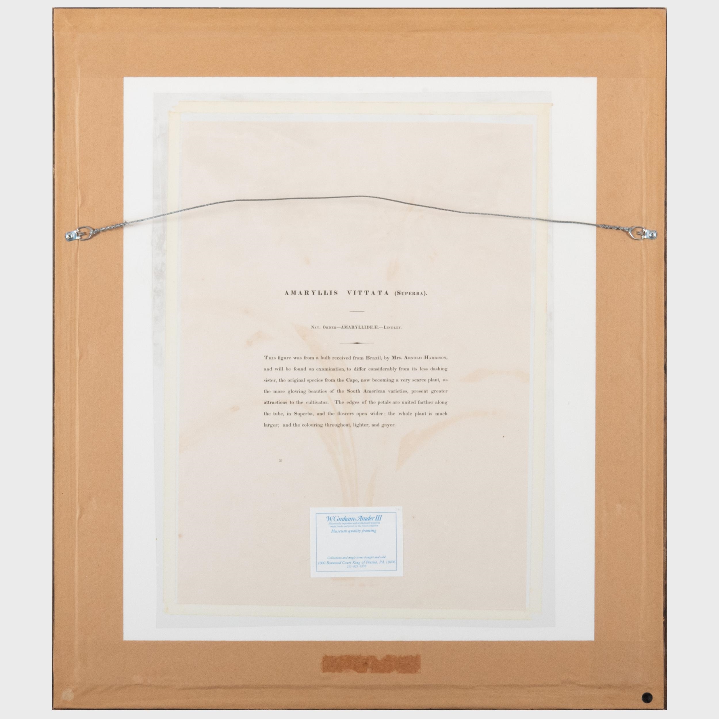 Priscilla Susan Bury | Crinum Peduculato-Zeylanicum ; and Amaryllis ...