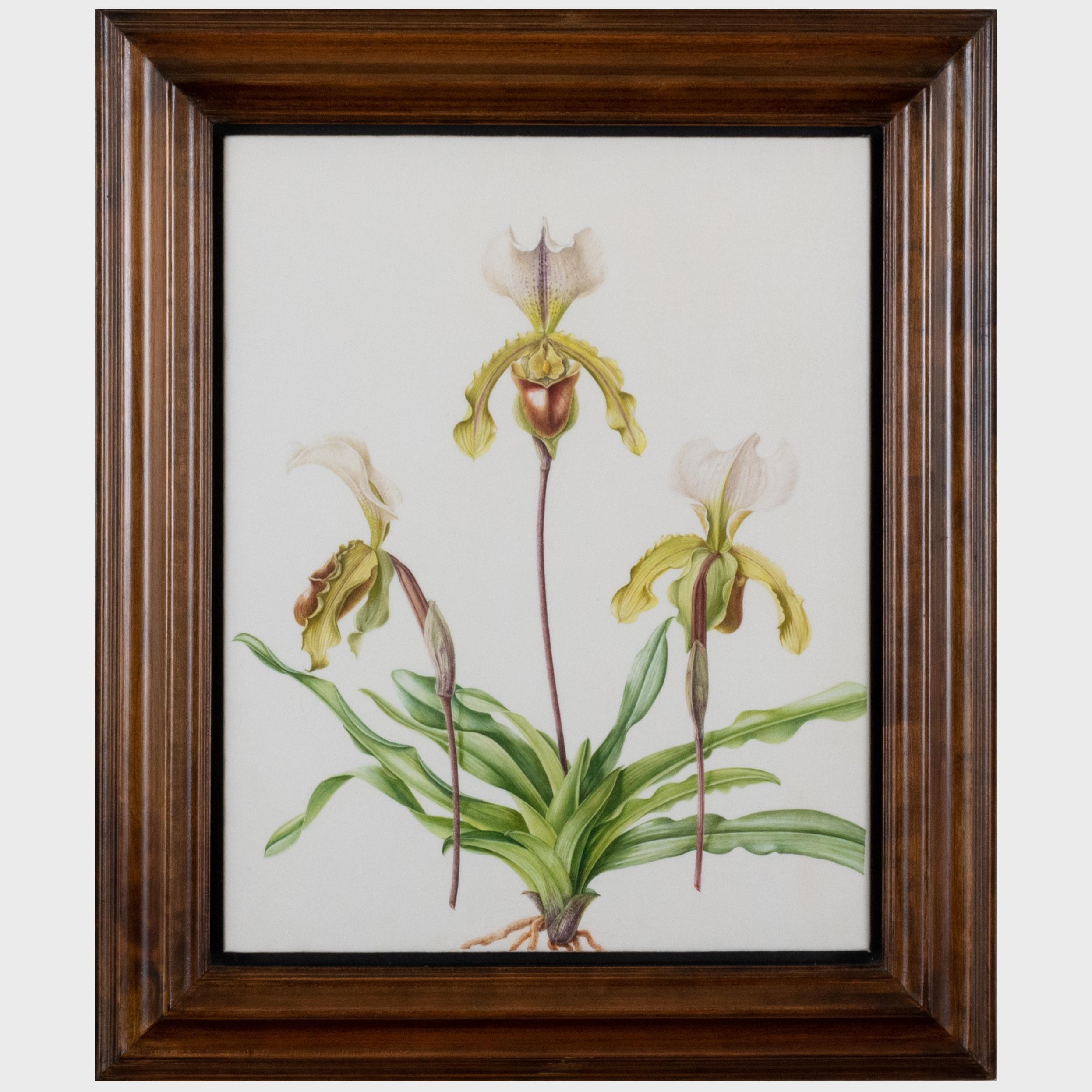 Brigid Edwards | Parrot Tulip 'Fantasy' ; Hellebore ; and Slipper ...