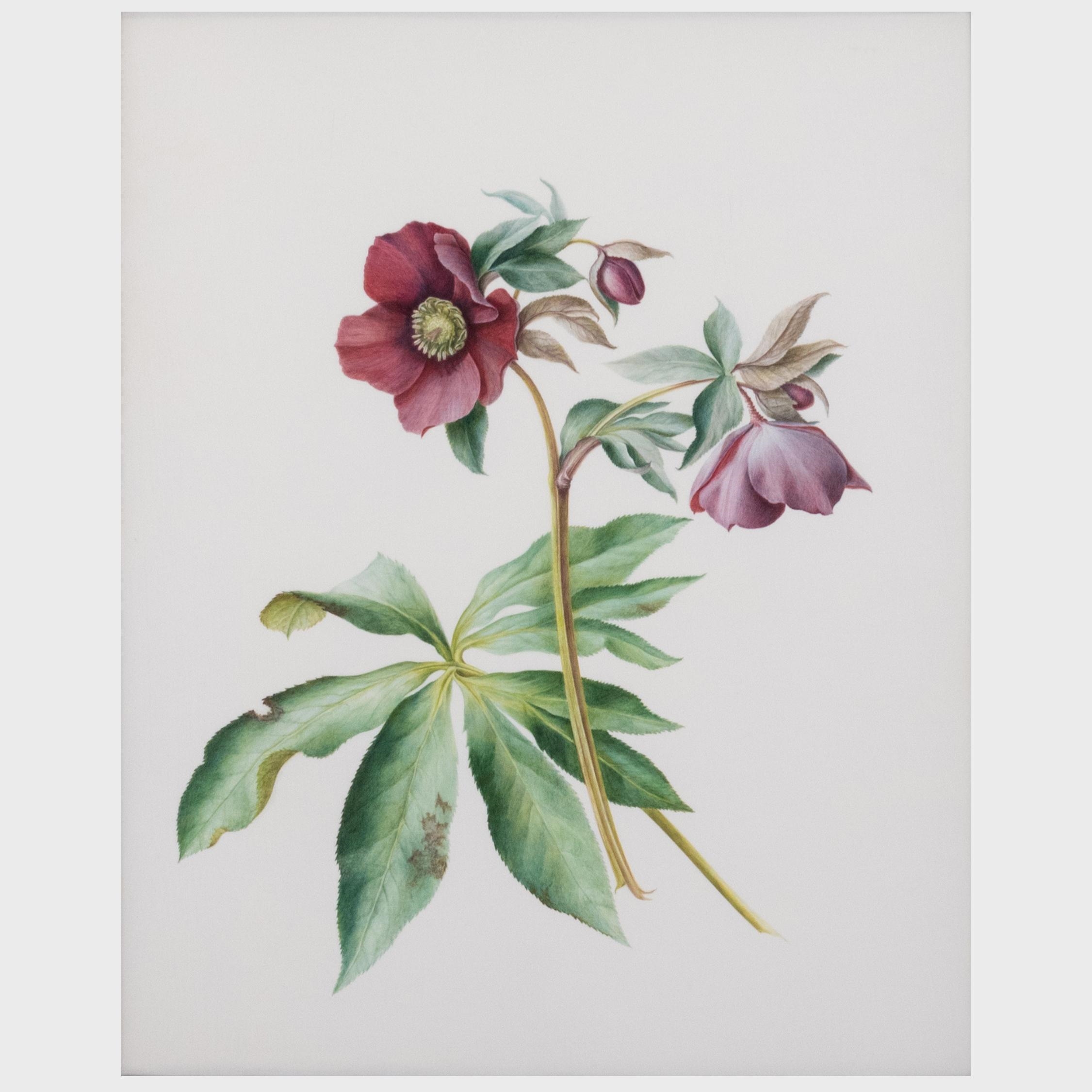 Brigid Edwards | Parrot Tulip 'Fantasy' ; Hellebore ; and Slipper ...